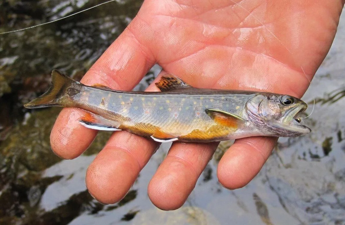 New Hampshire — Native Fish Coalition