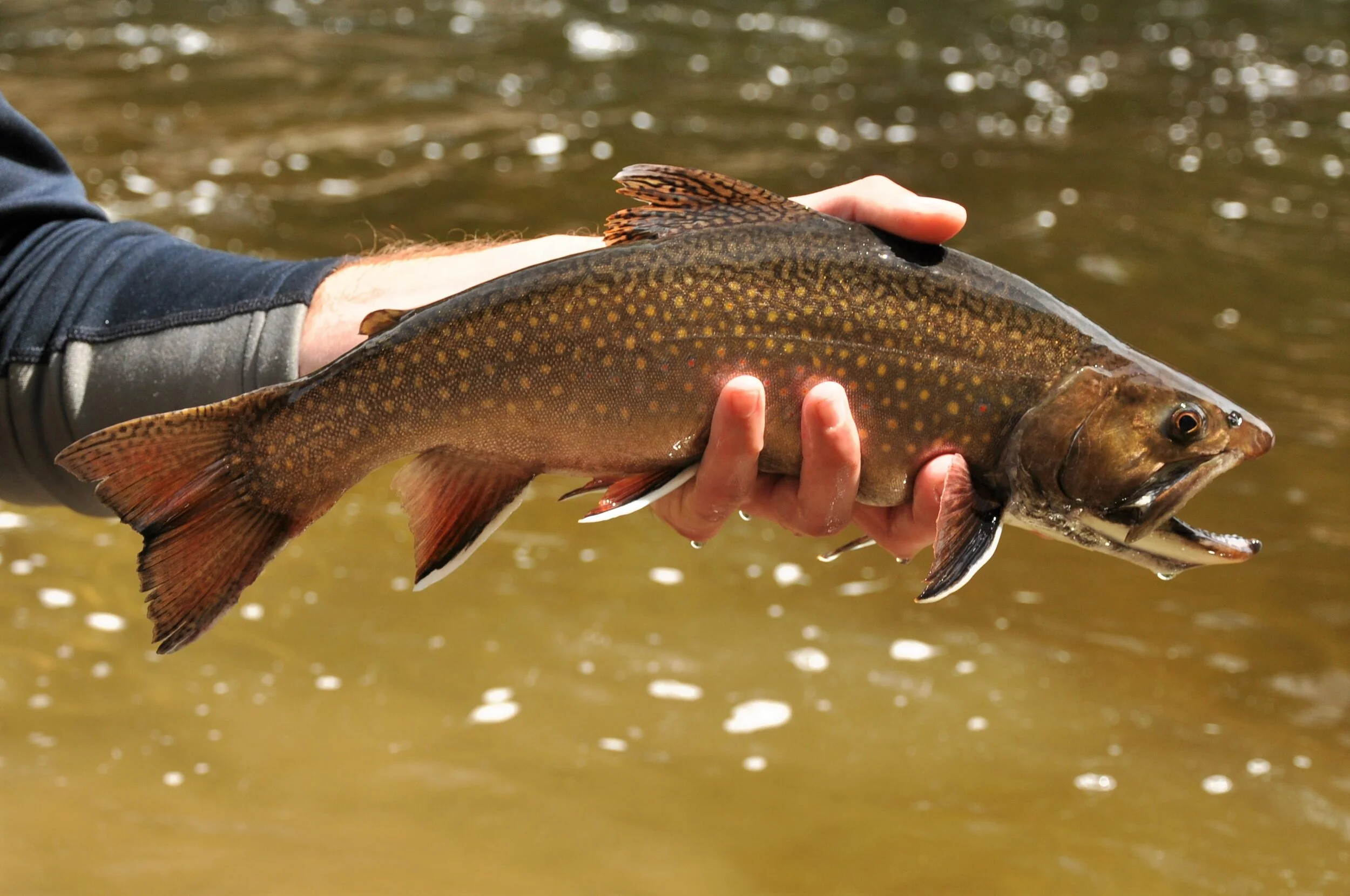 New Hampshire — Native Fish Coalition