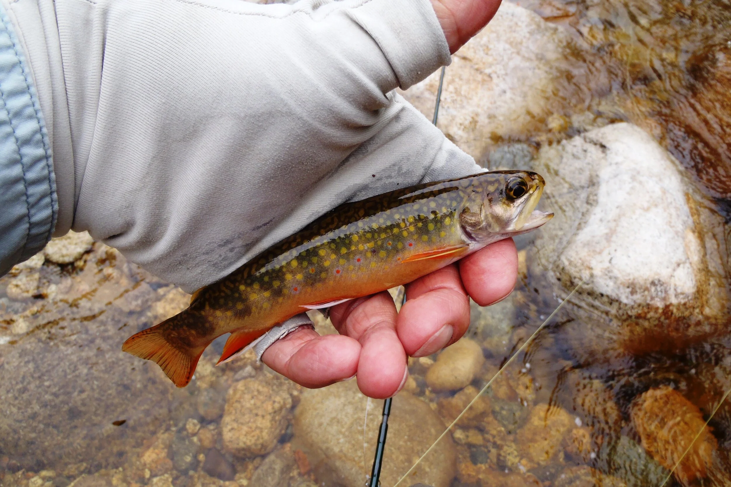 New Hampshire — Native Fish Coalition