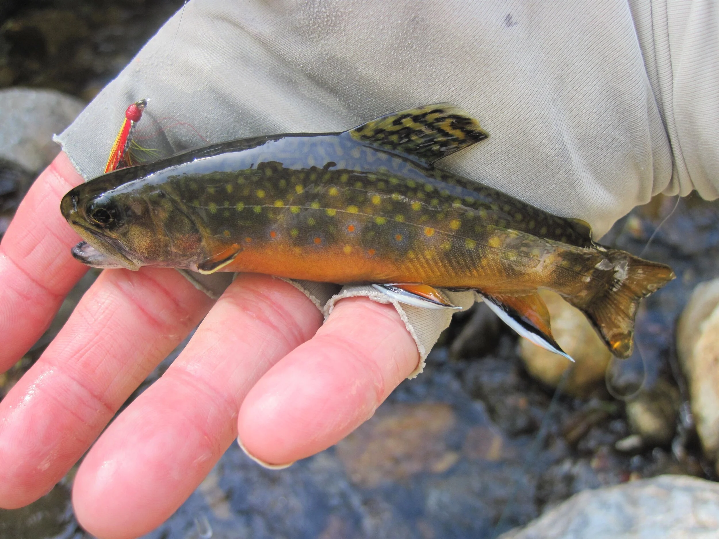 New Hampshire — Native Fish Coalition