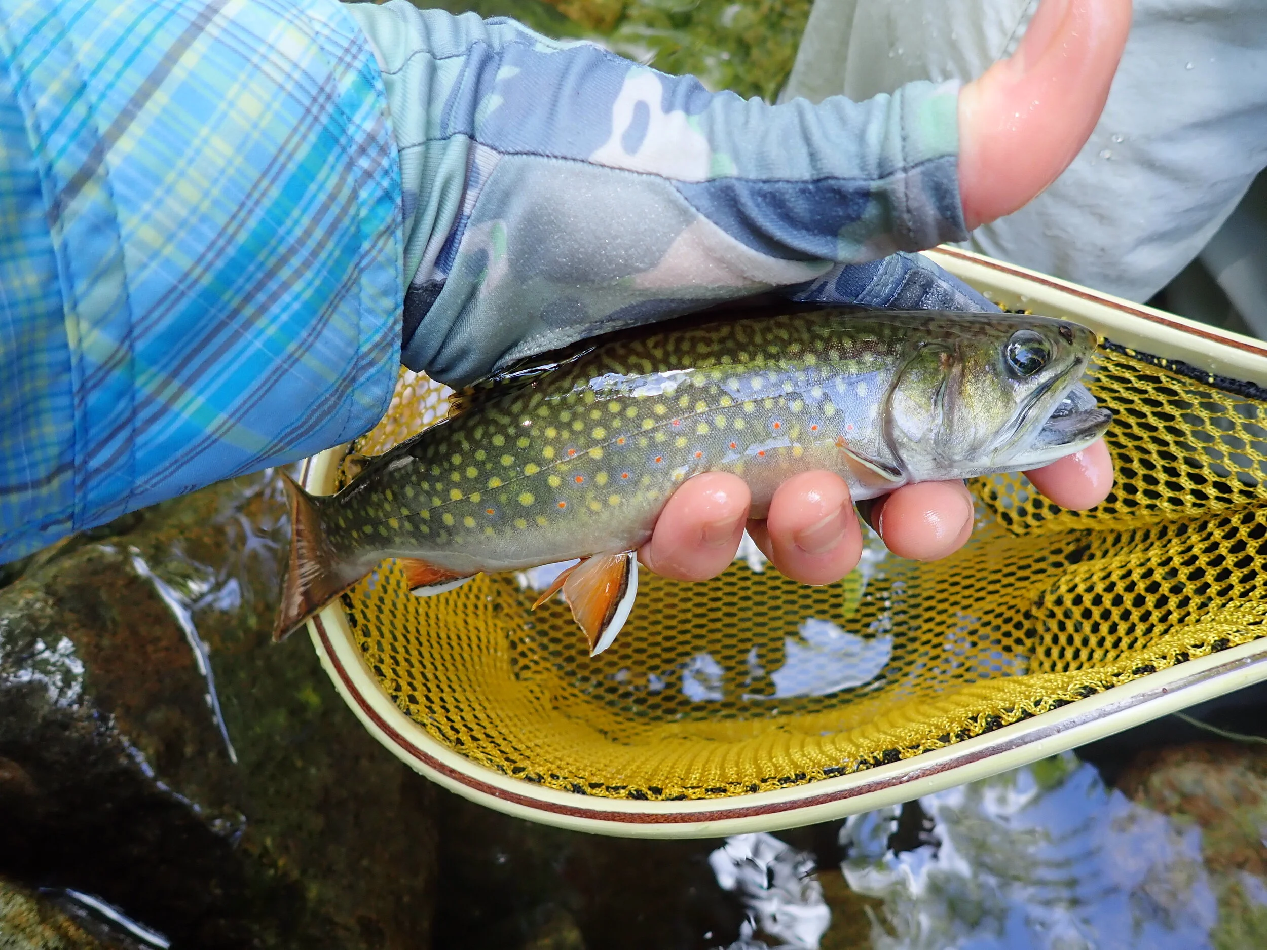 New Hampshire — Native Fish Coalition