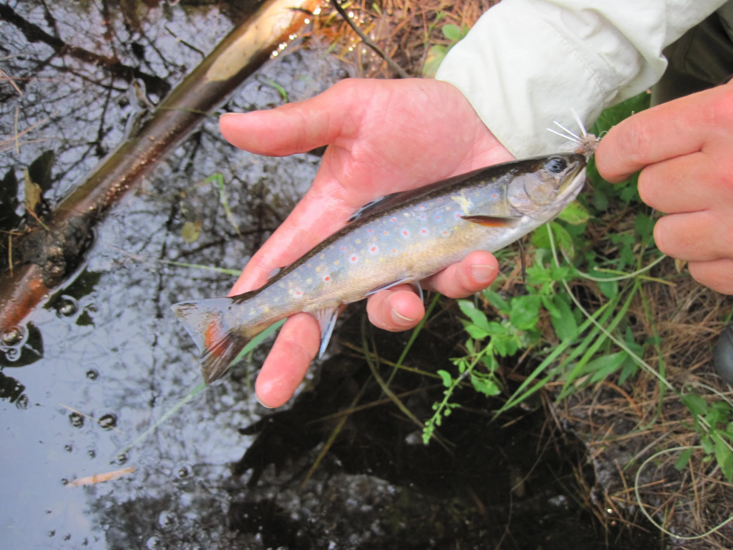 New Hampshire — Native Fish Coalition