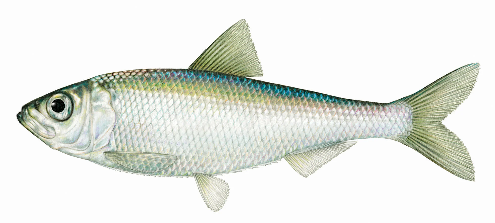 Massachusetts NFC Helps Count Fish in the Shawsheen River — Native Fish ...