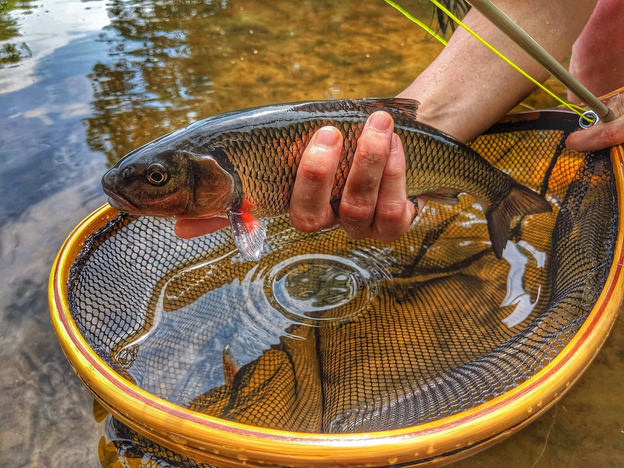 New Hampshire — Native Fish Coalition