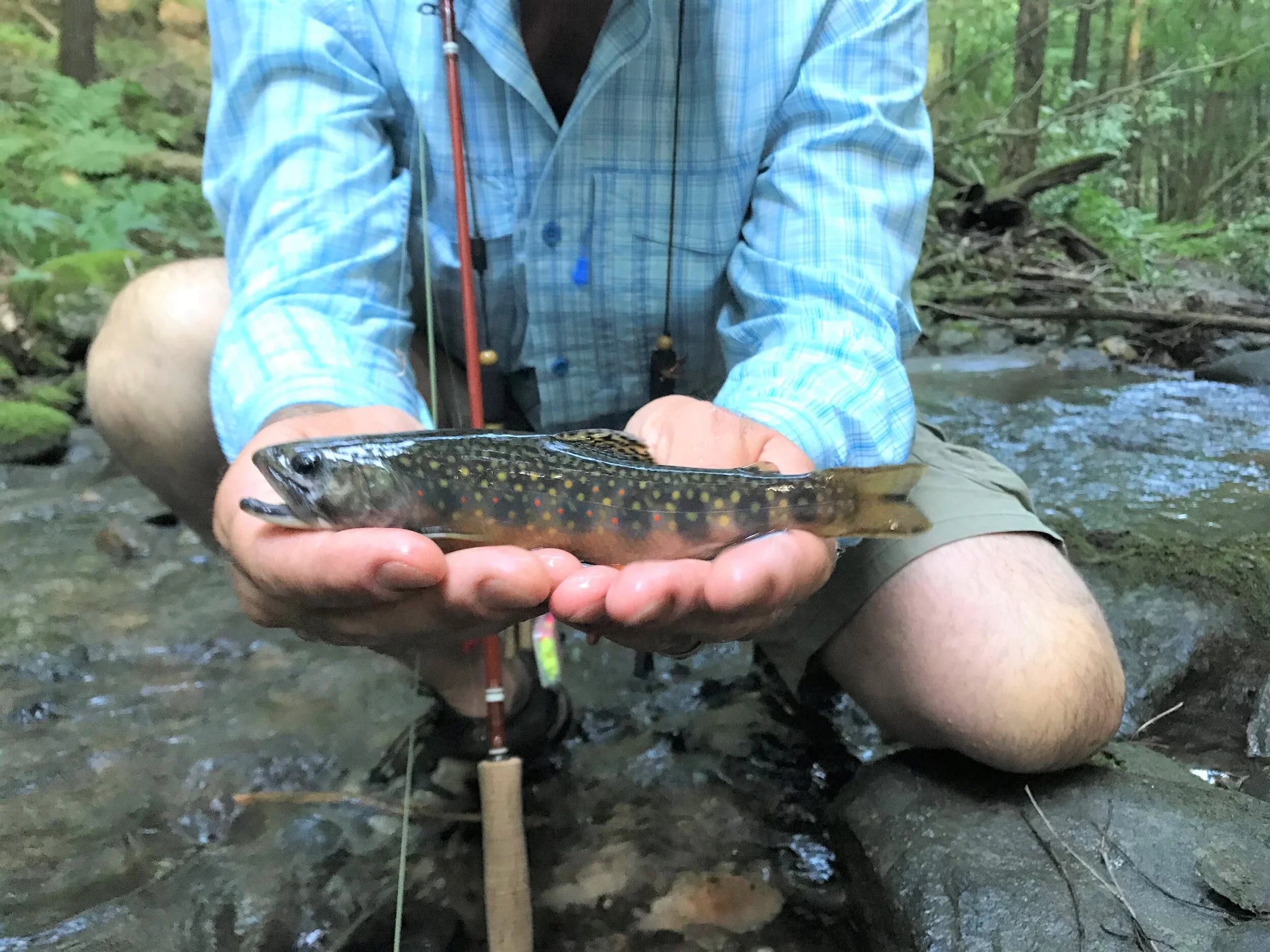 Massachusetts — Native Fish Coalition