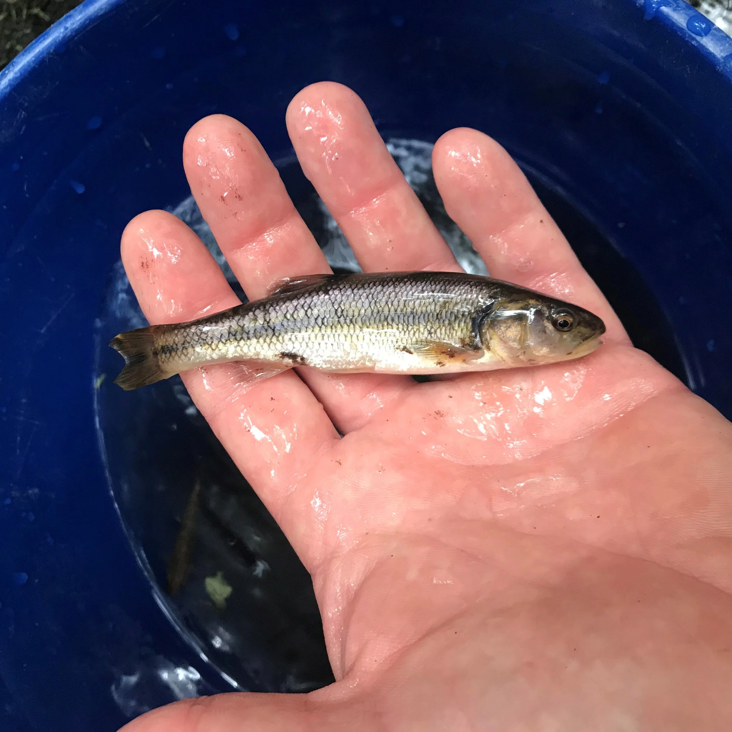 Massachusetts — Native Fish Coalition