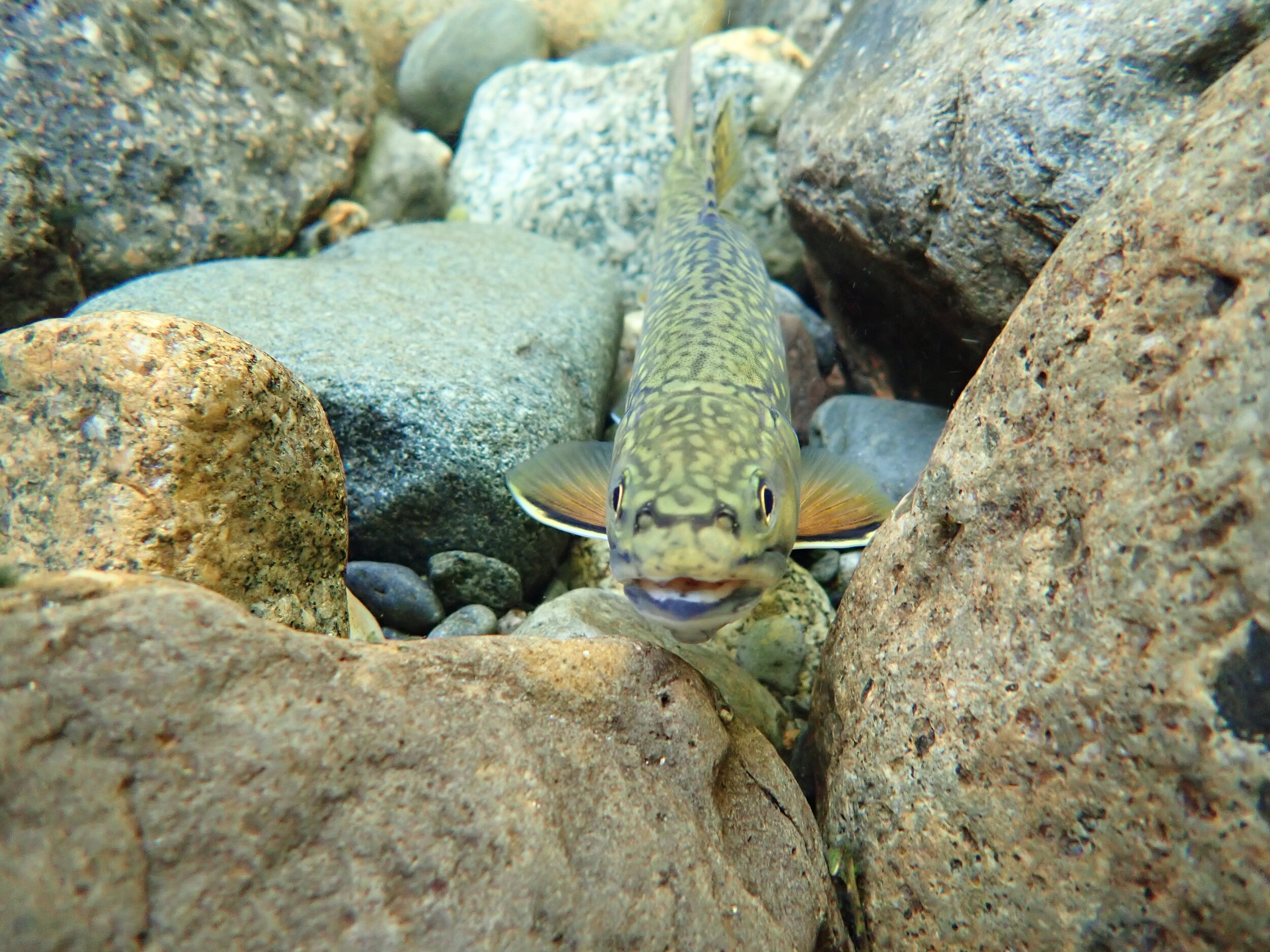 New Hampshire — Native Fish Coalition