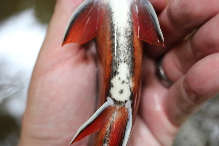 Pennsylvania — Native Fish Coalition