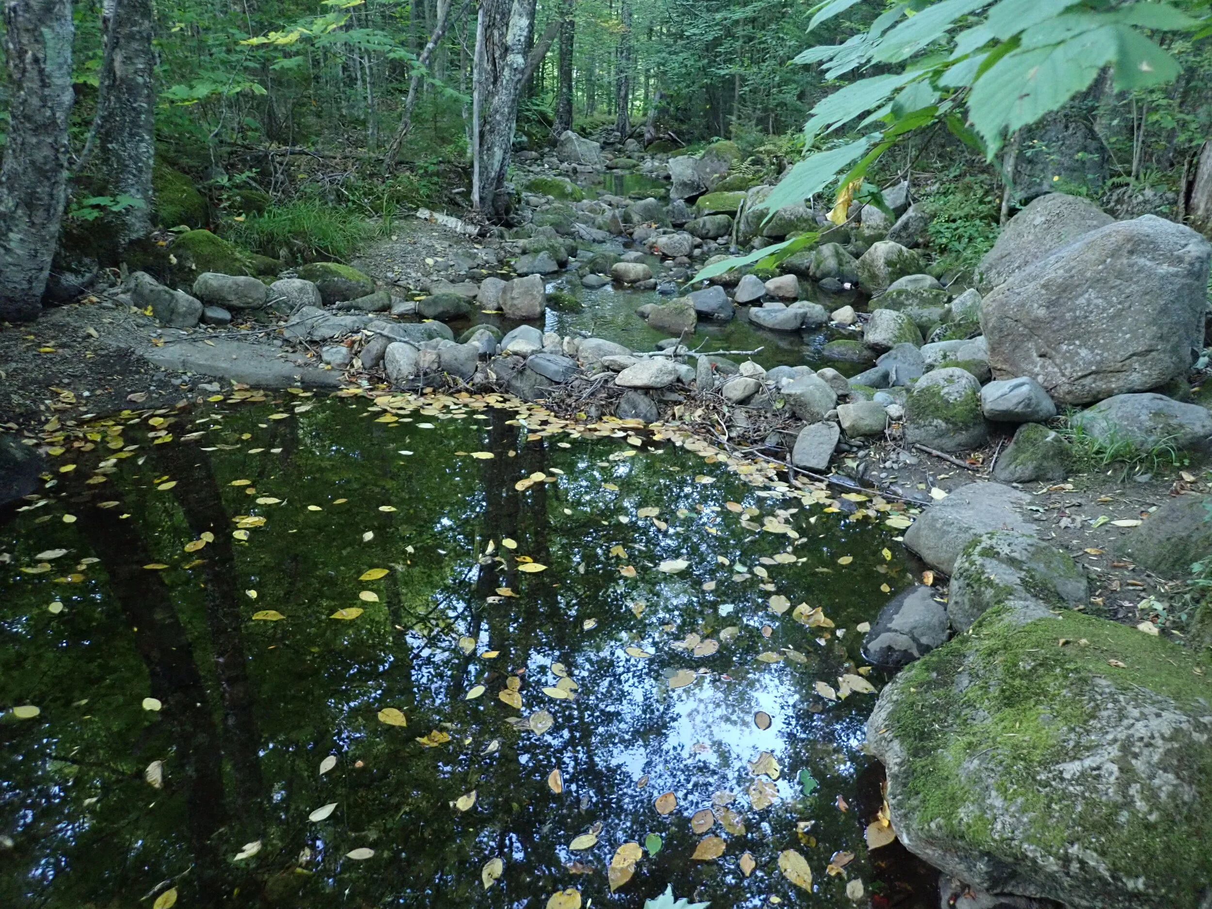 NFC Rock Dam Buster Volunteer Campaign — Native Fish Coalition