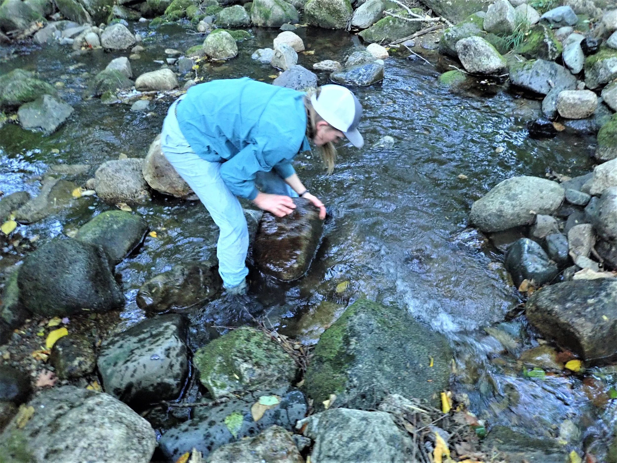 Rock Dam Gallery — Native Fish Coalition