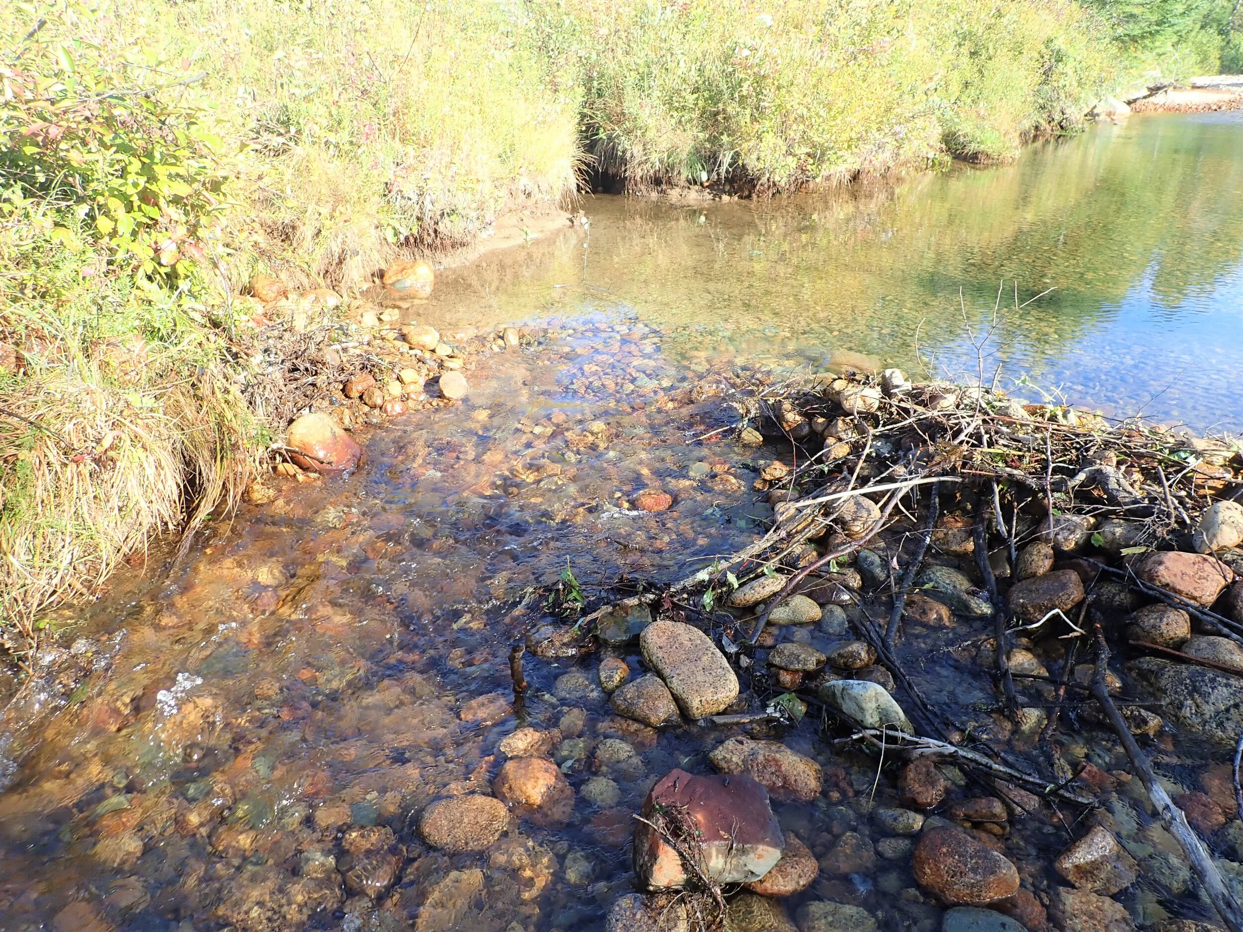 Rock Dam Gallery — Native Fish Coalition