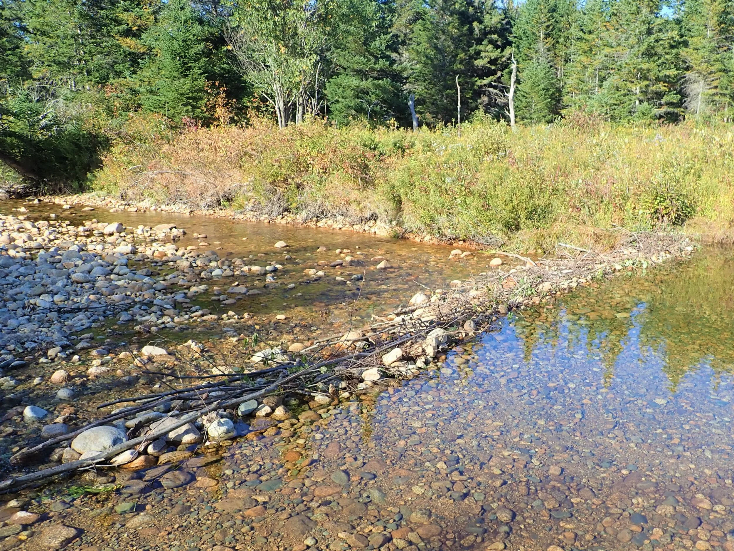 Rock Dam Gallery — Native Fish Coalition