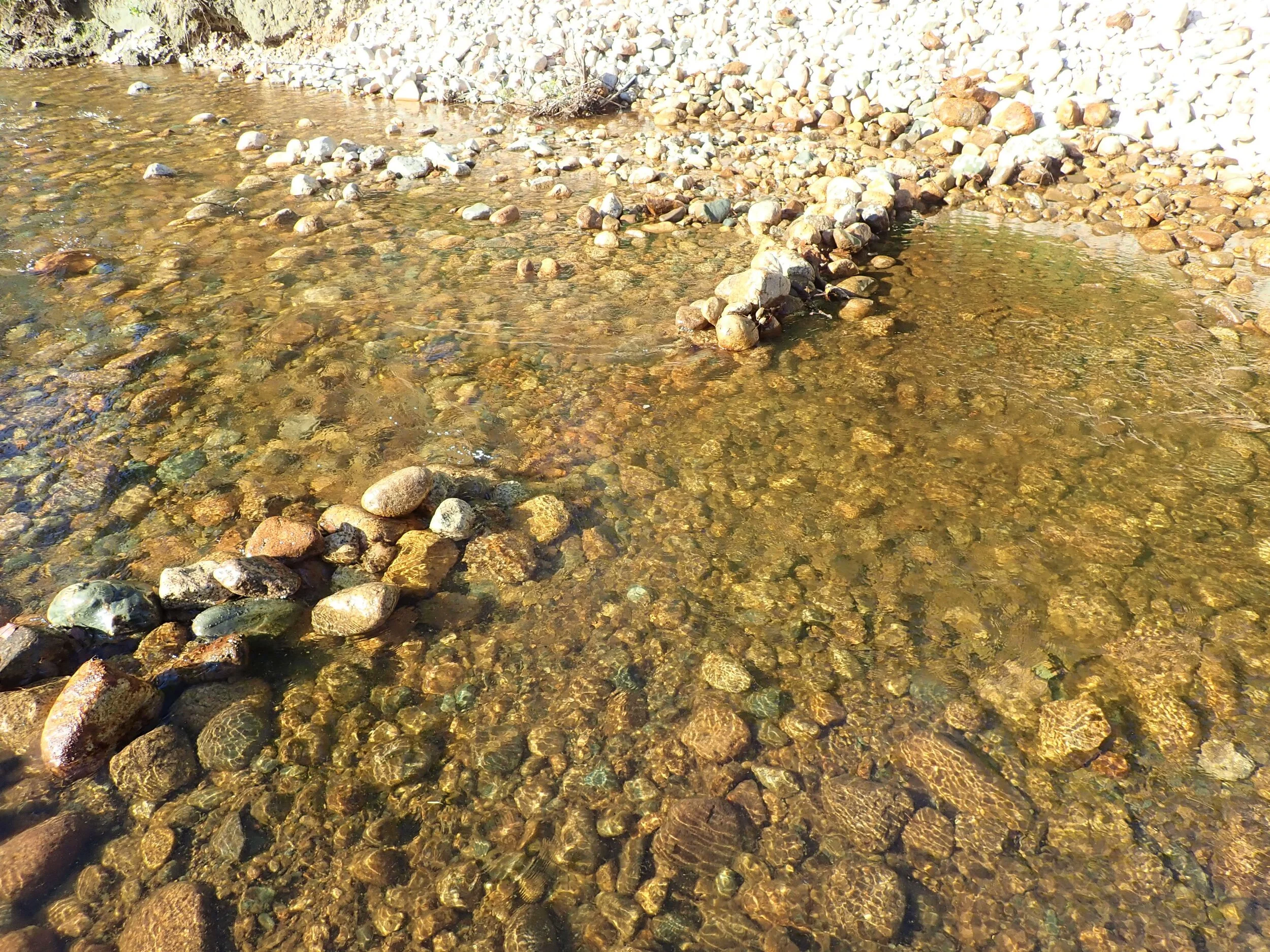 Rock Dam Gallery — Native Fish Coalition