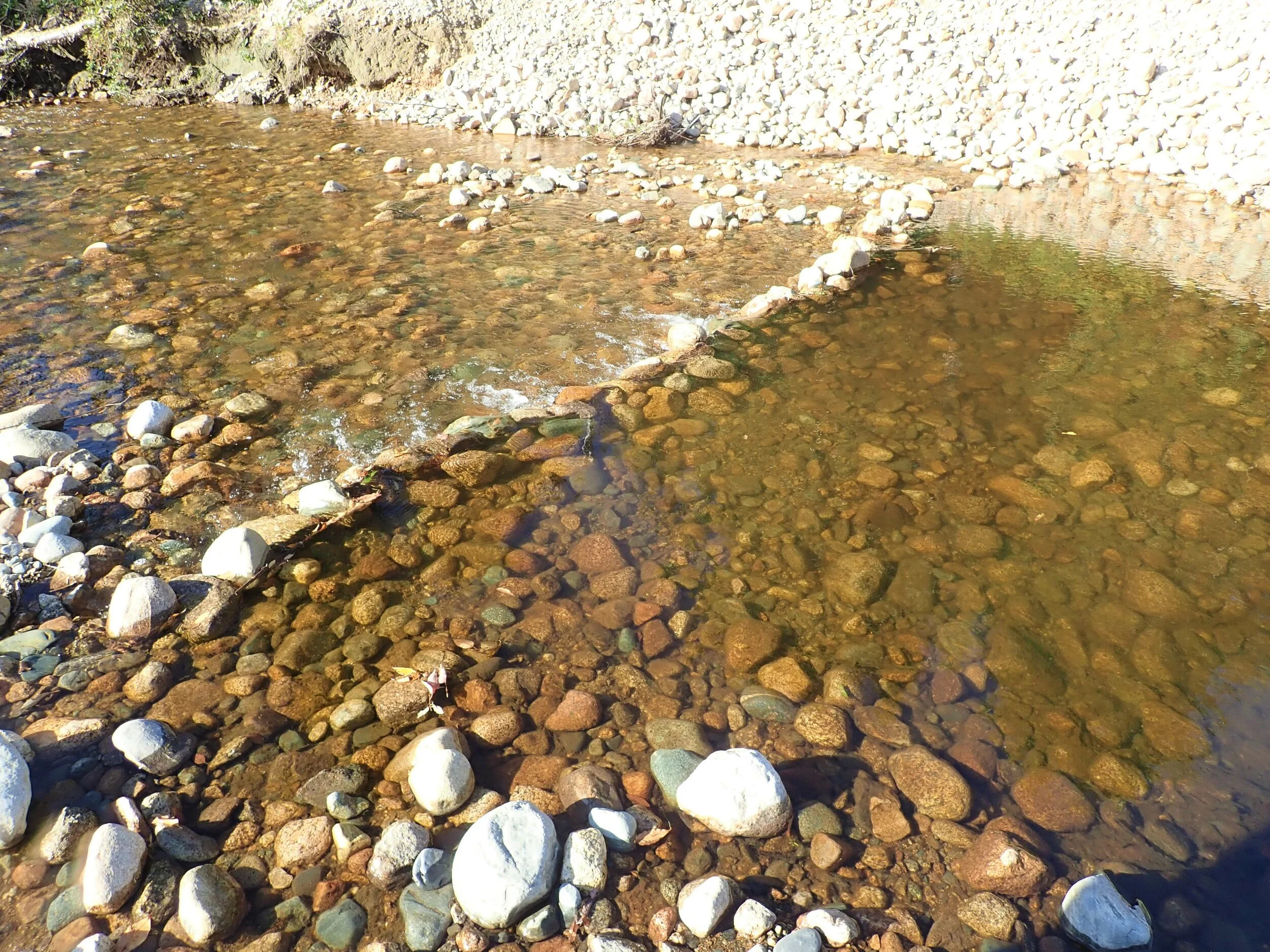 Rock Dam Gallery — Native Fish Coalition