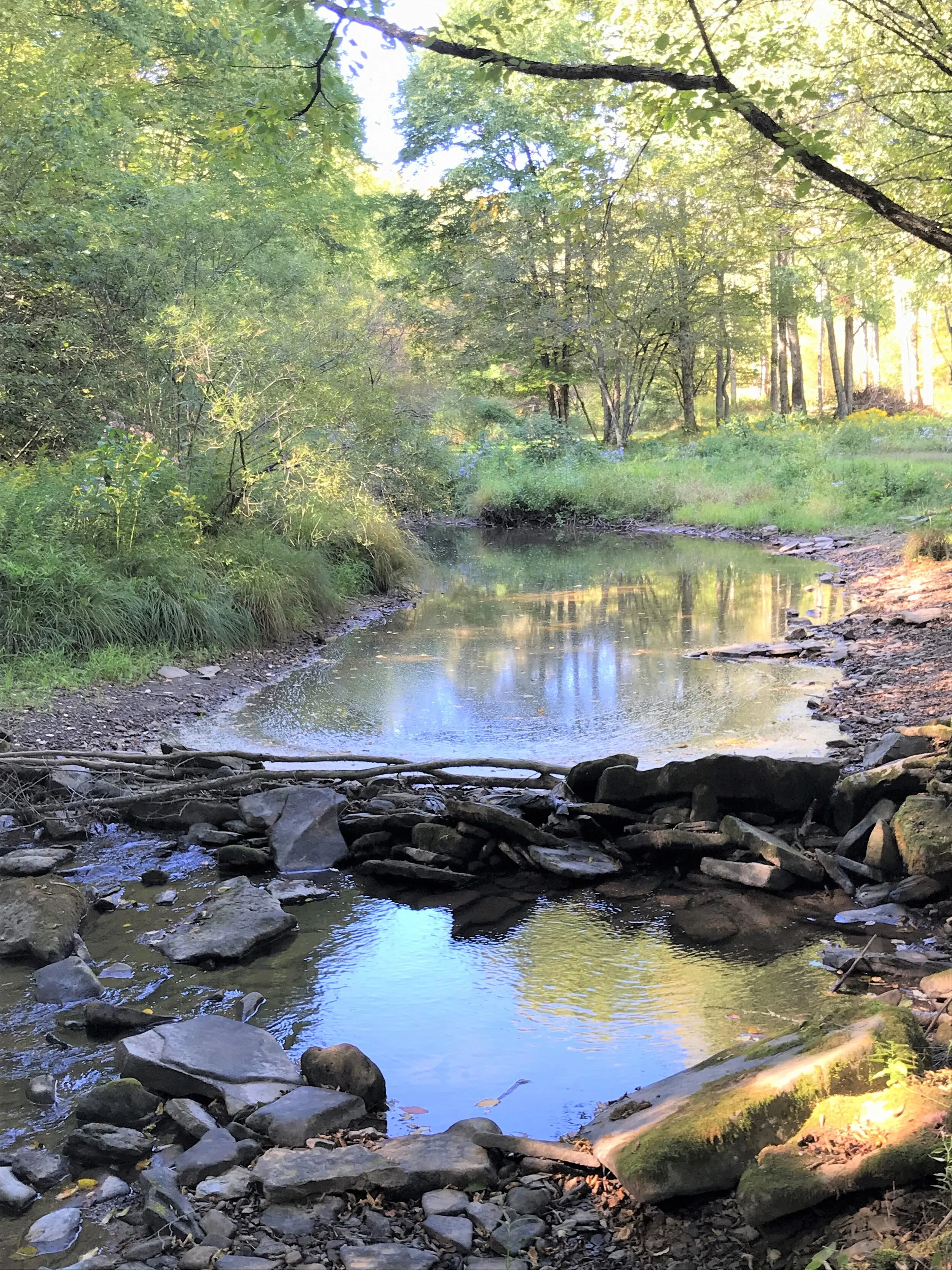 Rock Dam Gallery — Native Fish Coalition