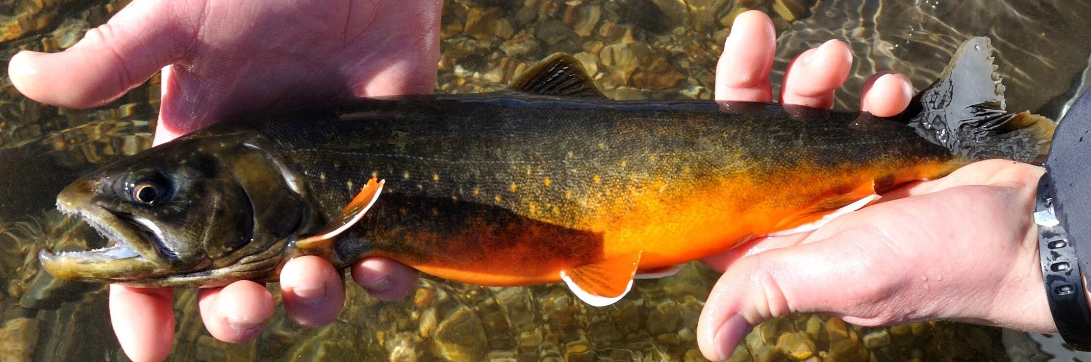 NFC Talks Big Reed Pond Arctic Charr Regulations Roll-Back — Native ...