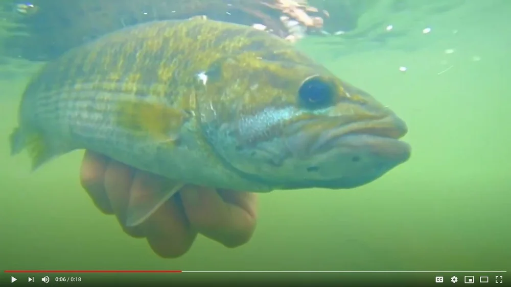 Redeye Bass Release... — Native Fish Coalition