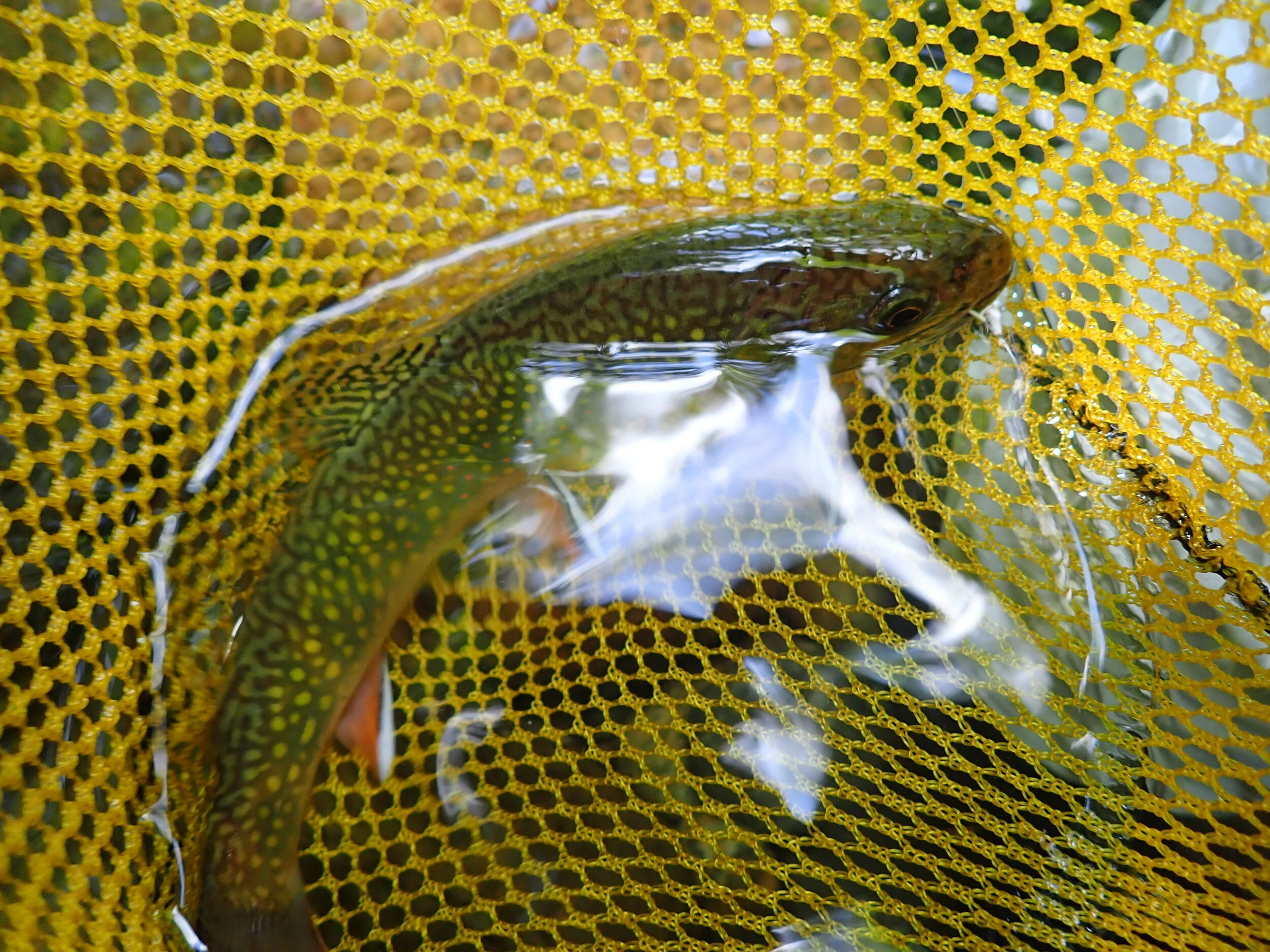 NFC Brook Trout Nets — Native Fish Coalition