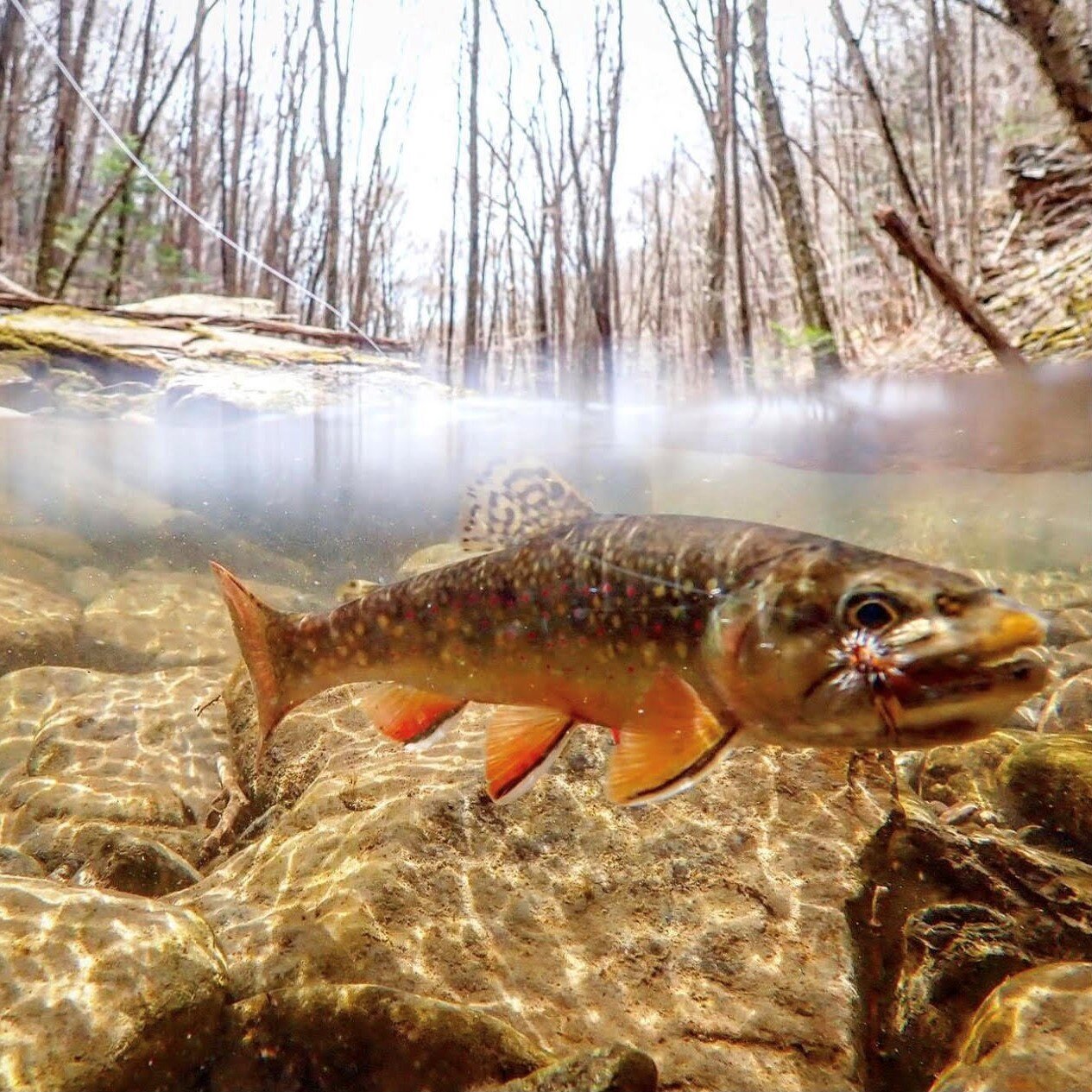 West Virginia — Native Fish Coalition
