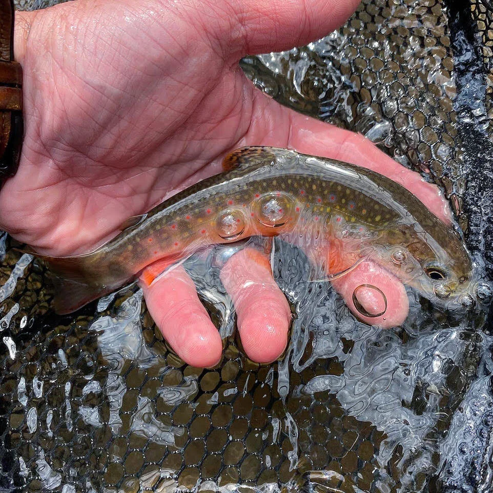 West Virginia — Native Fish Coalition