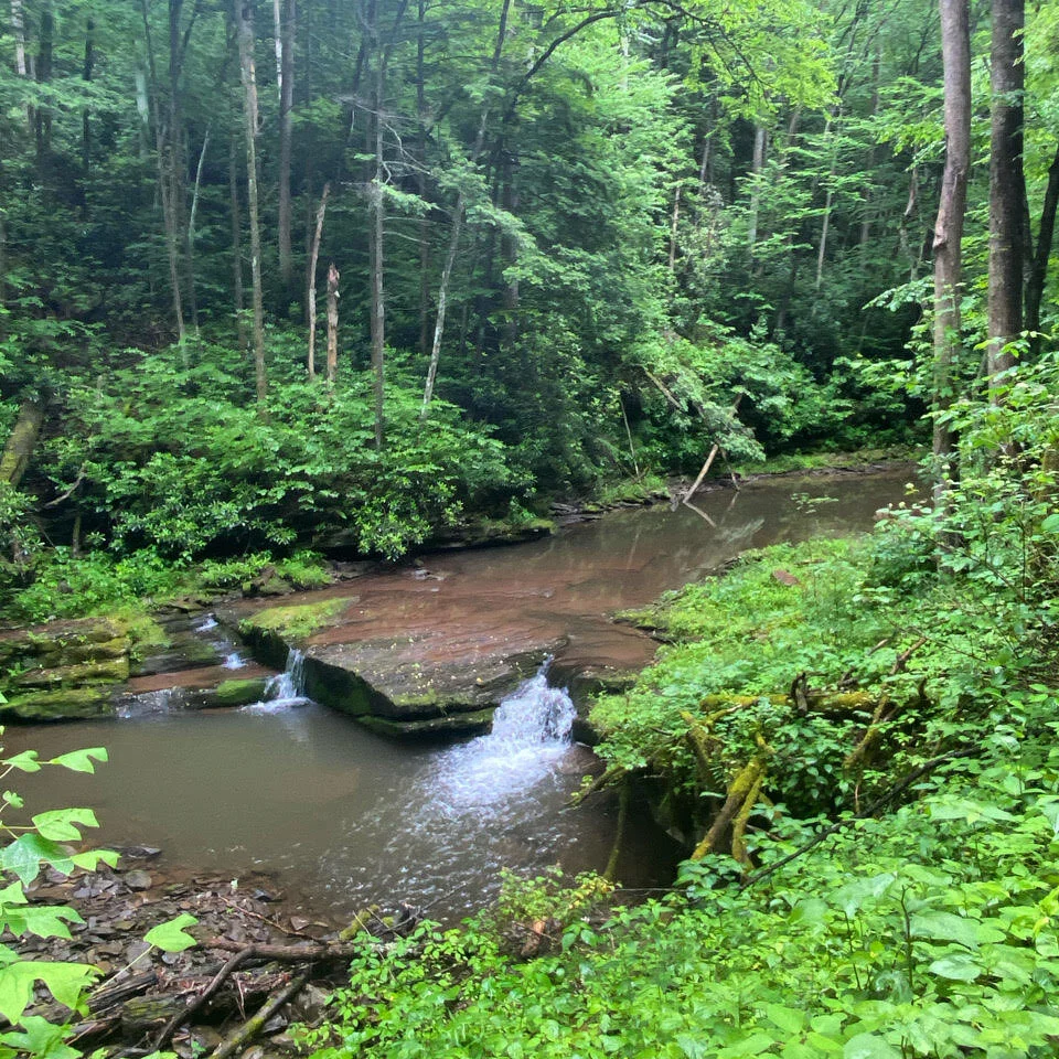 West Virginia — Native Fish Coalition