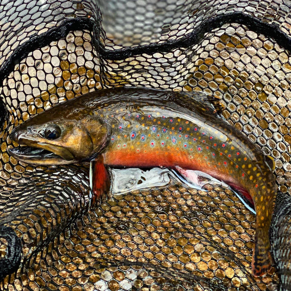 West Virginia — Native Fish Coalition