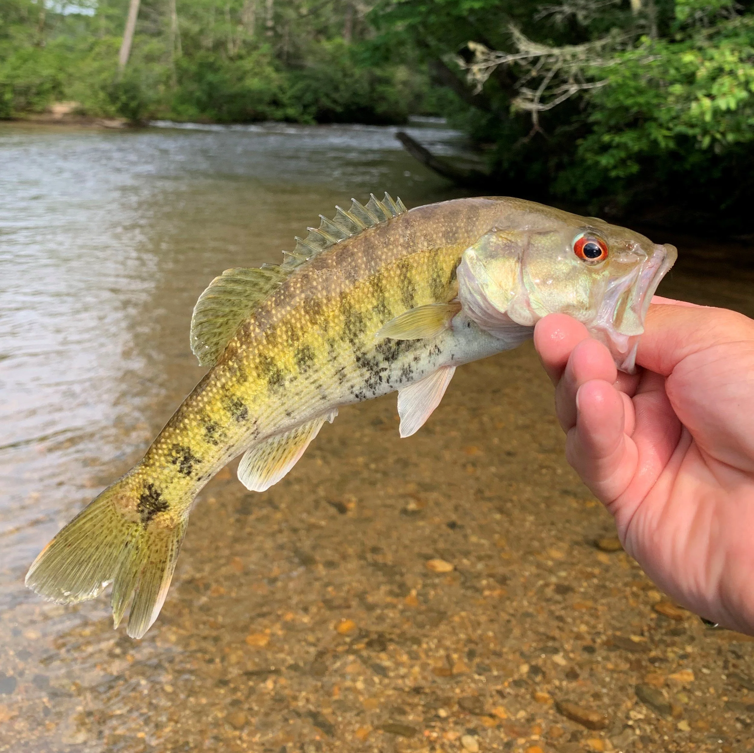 South Carolina — Native Fish Coalition