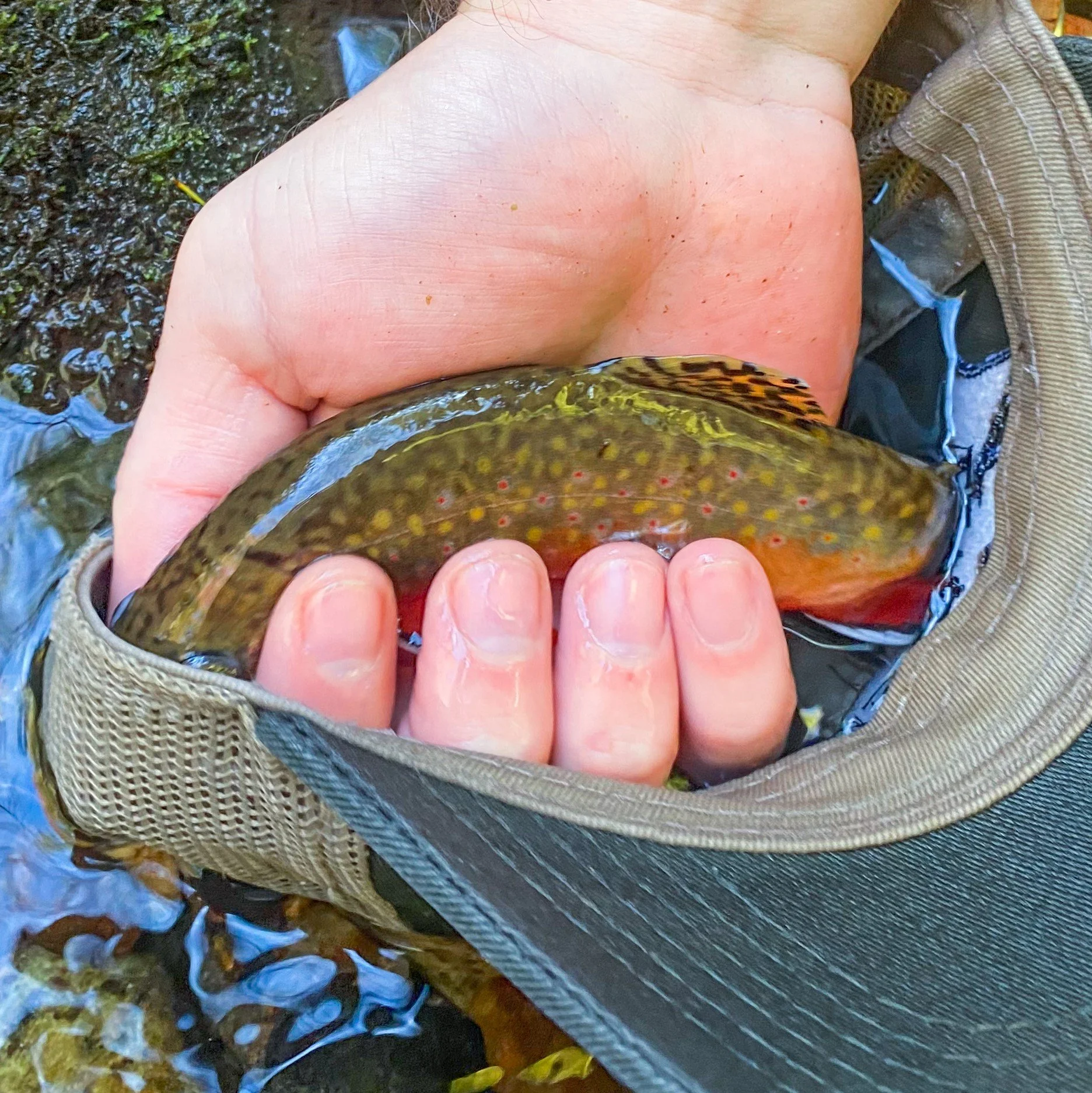 South Carolina — Native Fish Coalition