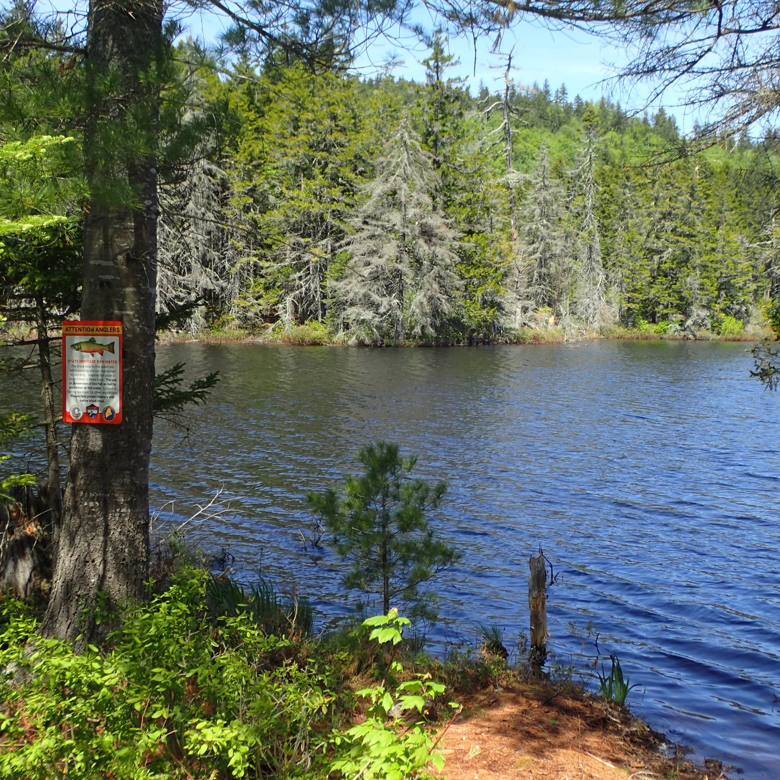 Maine — Native Fish Coalition