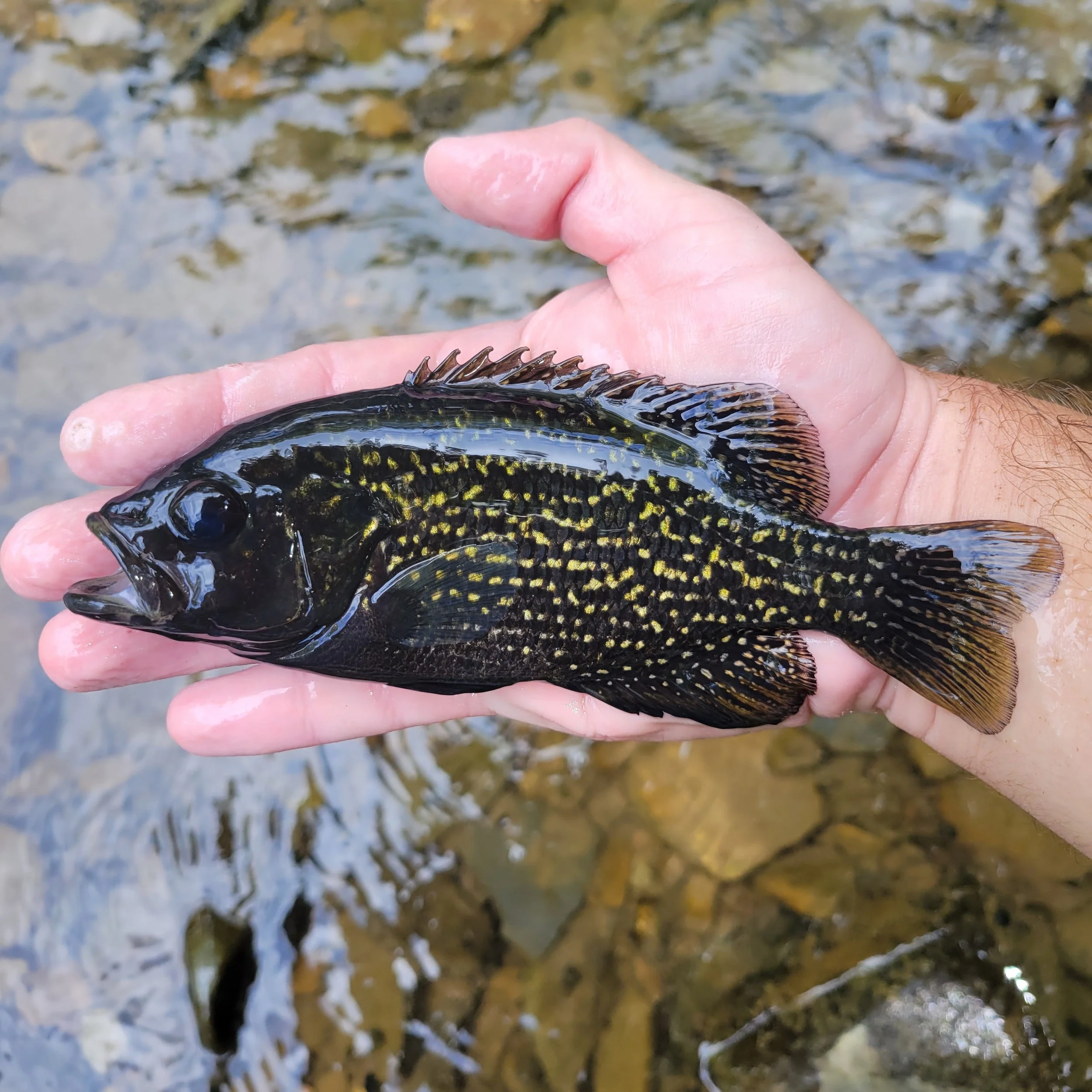 Ohio — Native Fish Coalition