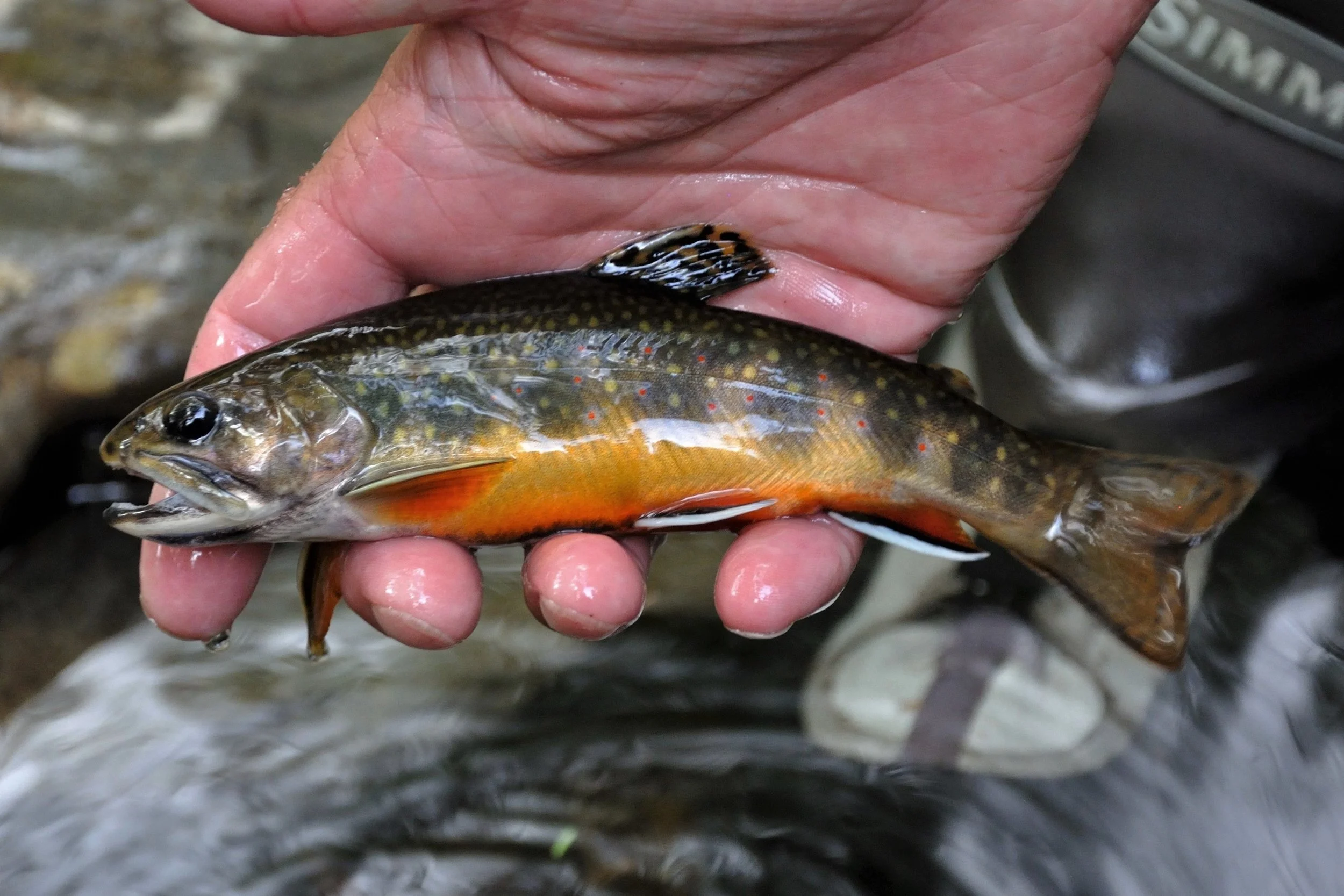 Why Are Native Fishes Important — Native Fish Coalition