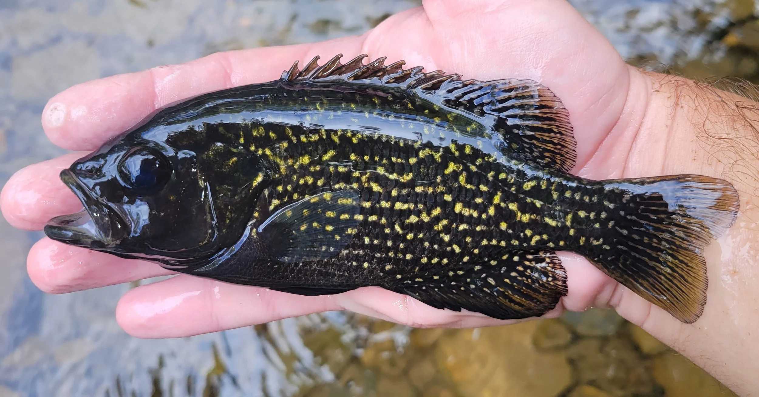 Why Are Native Fishes Important — Native Fish Coalition