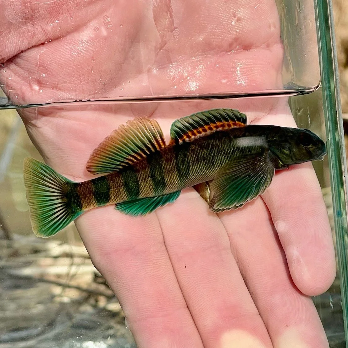 Native Fish and Their Habitats — Native Fish Coalition