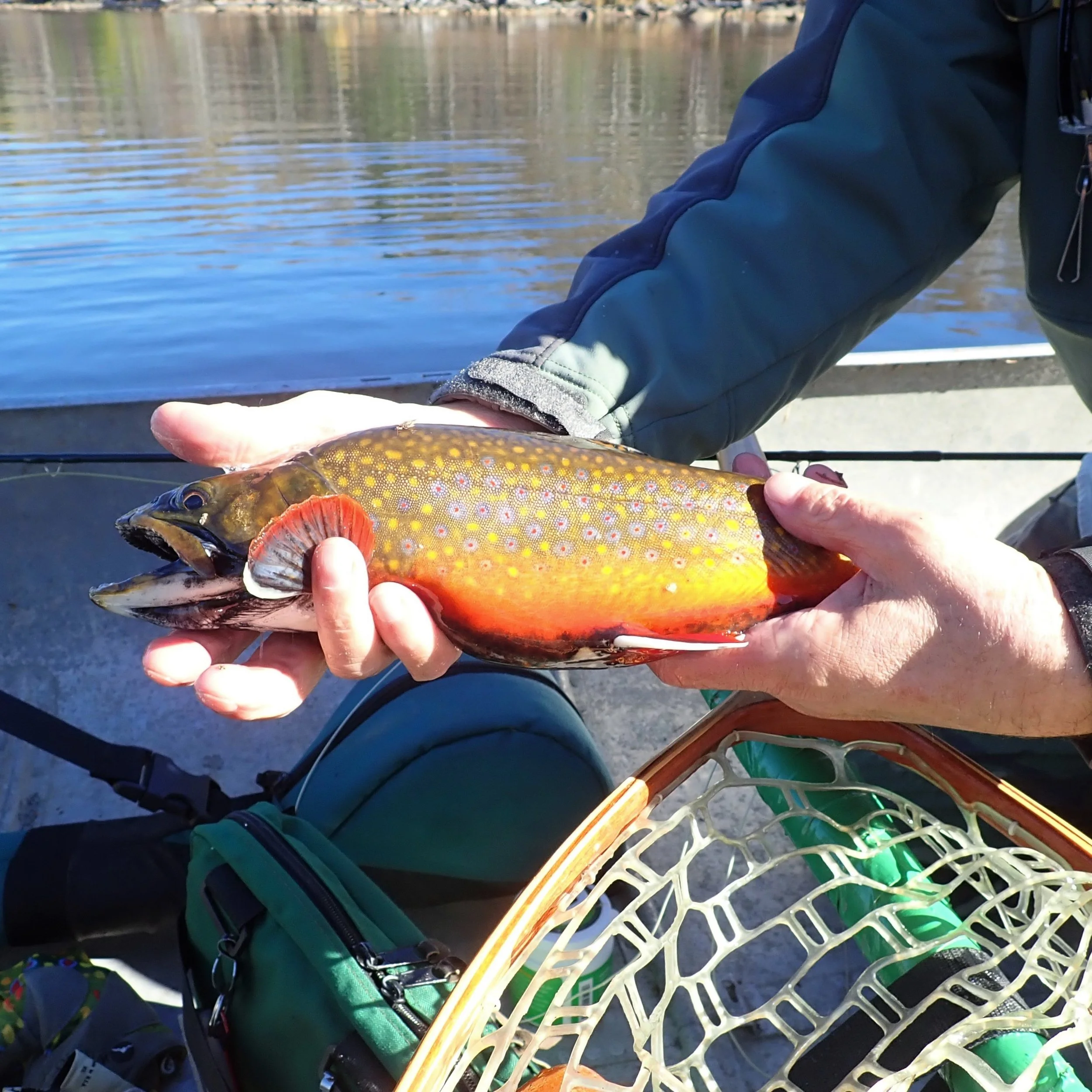 Maine — Native Fish Coalition