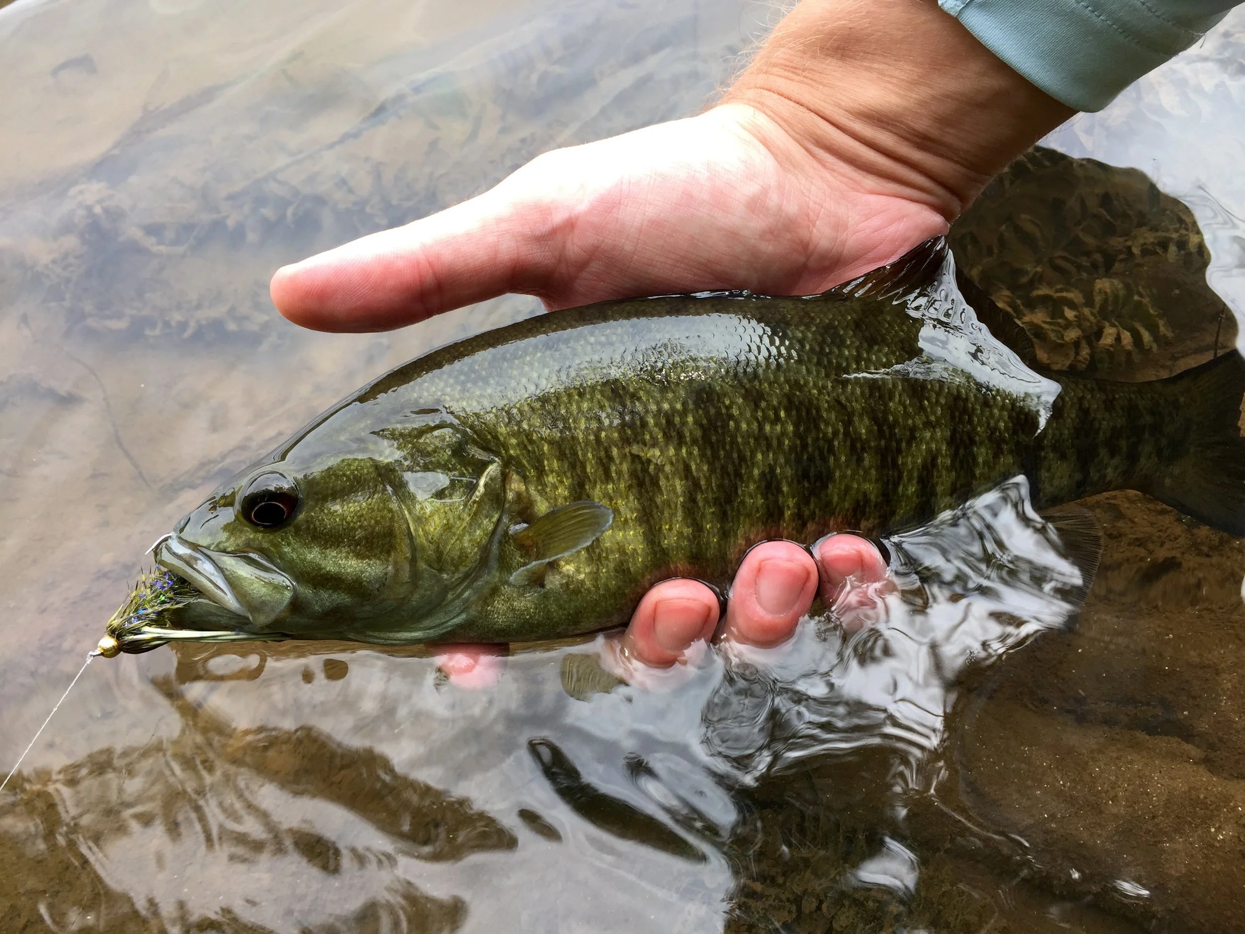 Georgia — Native Fish Coalition