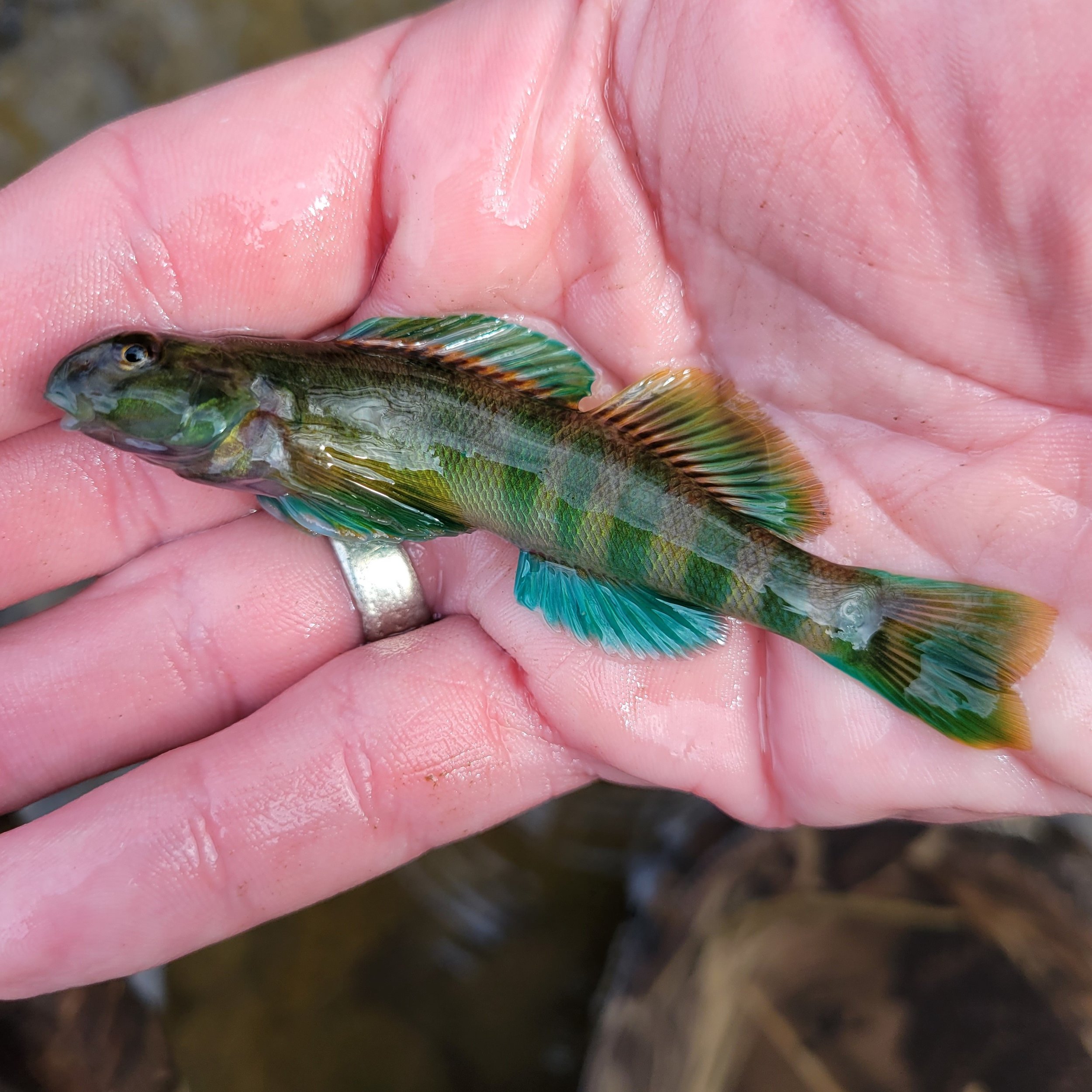 Ohio — Native Fish Coalition