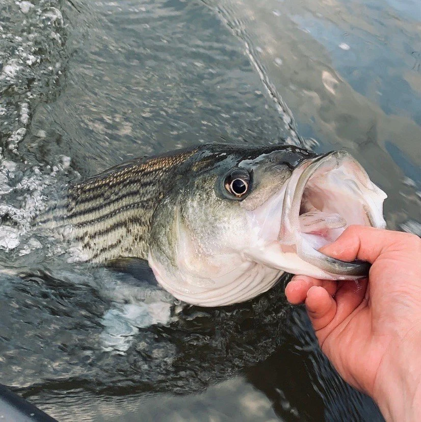 South Carolina — Native Fish Coalition