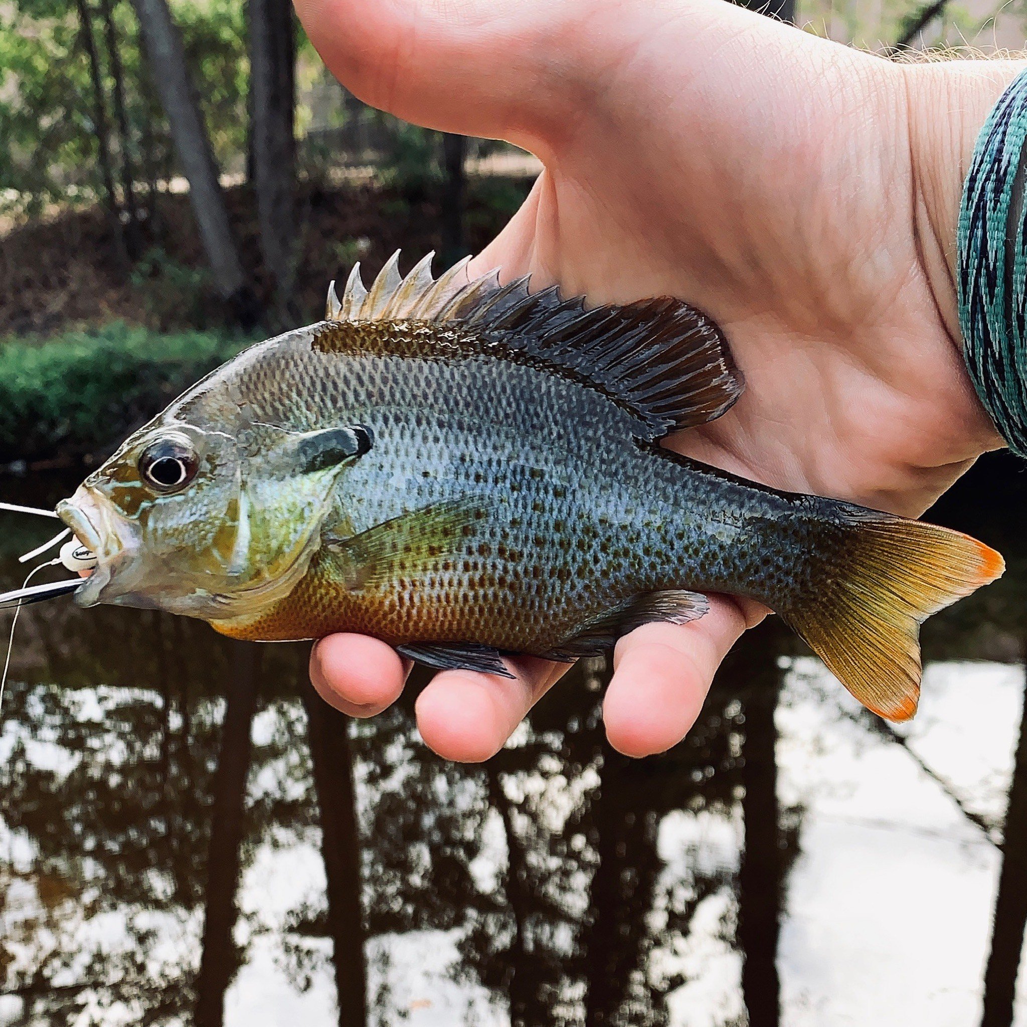 South Carolina — Native Fish Coalition