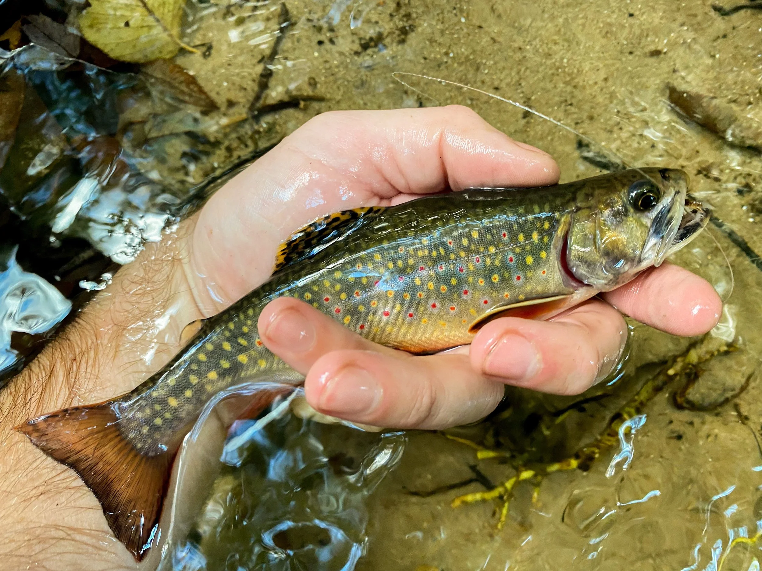 South Carolina — Native Fish Coalition