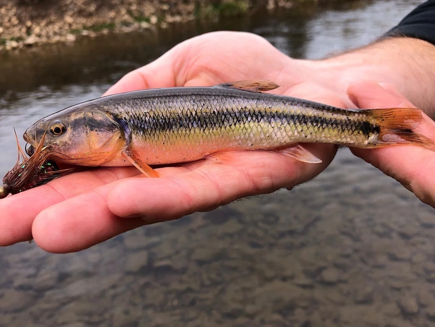 Virginia — Native Fish Coalition