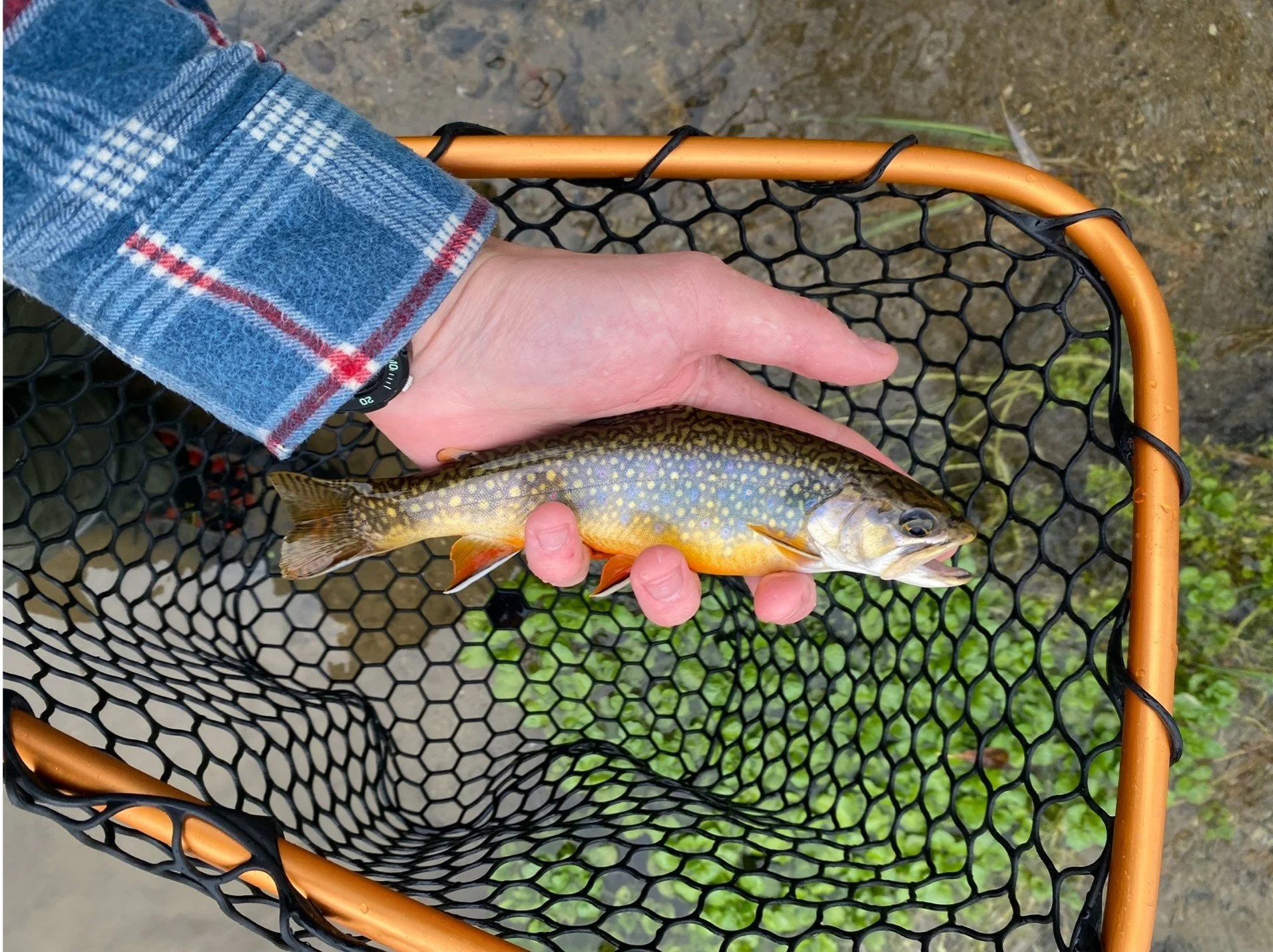 Virginia — Native Fish Coalition