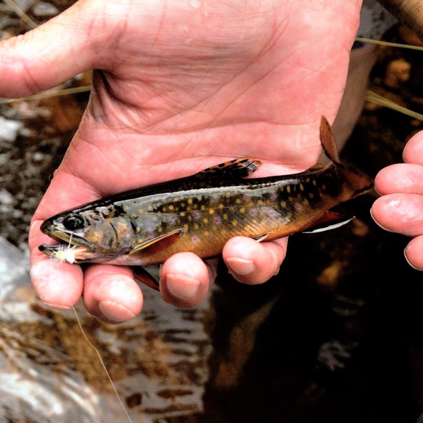 North Carolina — Native Fish Coalition