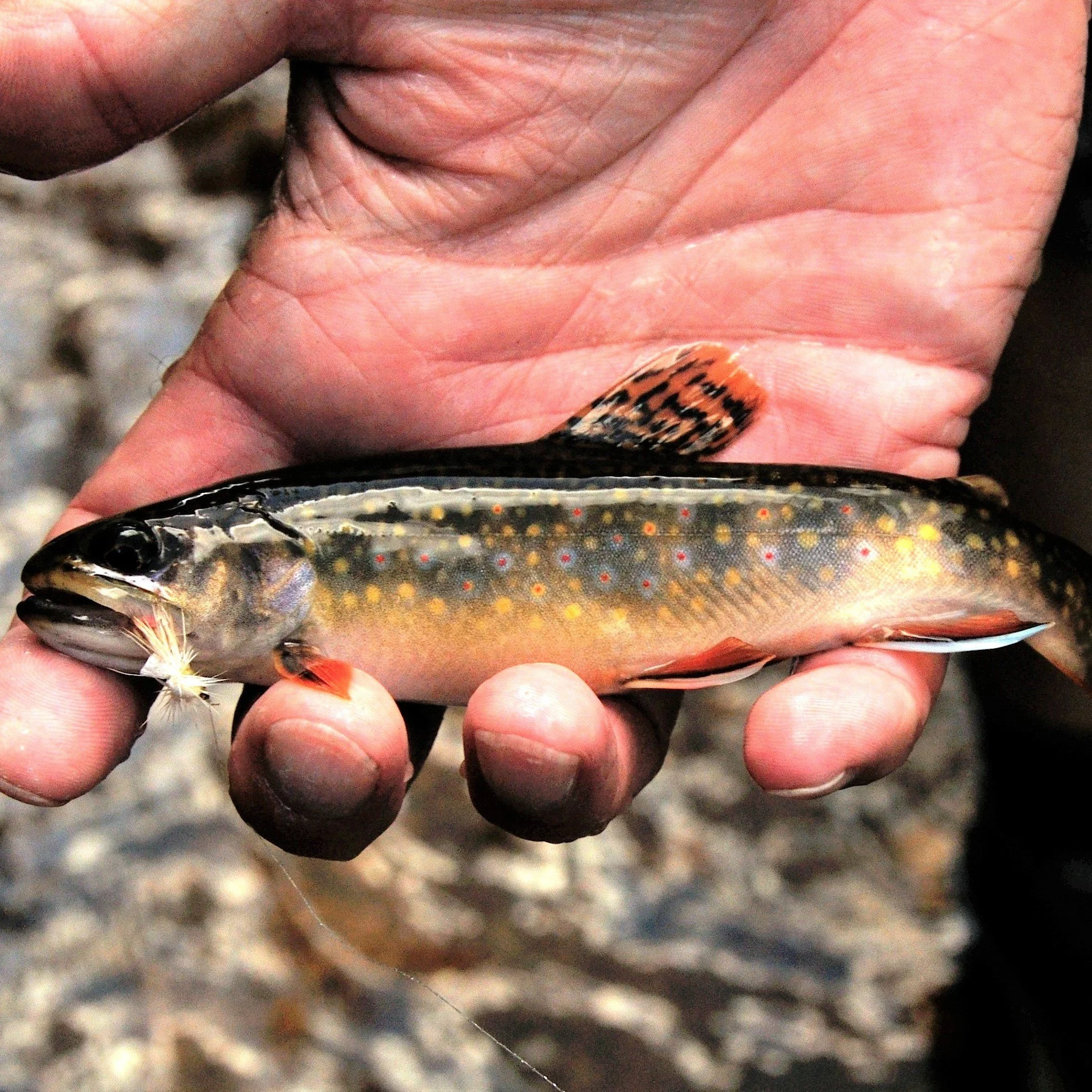 North Carolina — Native Fish Coalition