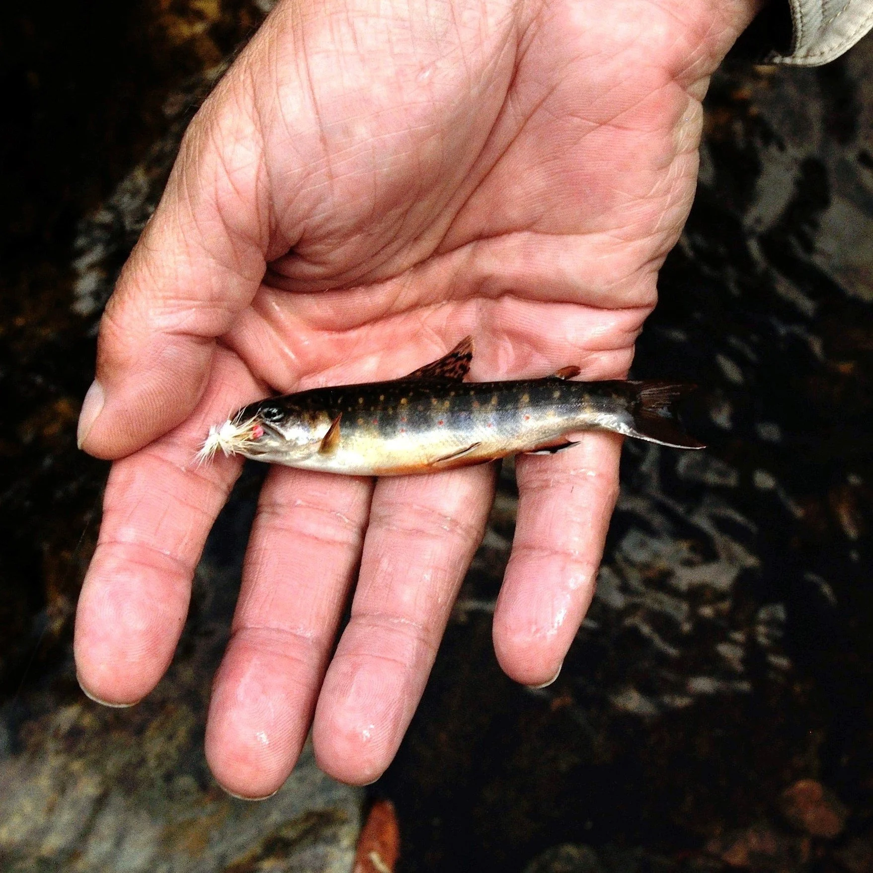 North Carolina — Native Fish Coalition