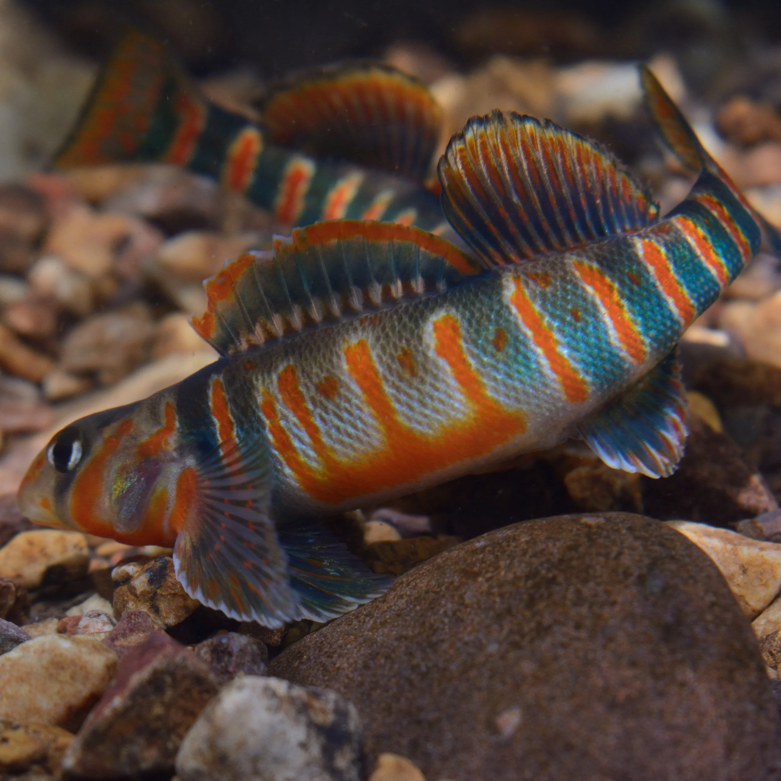 Virginia — Native Fish Coalition