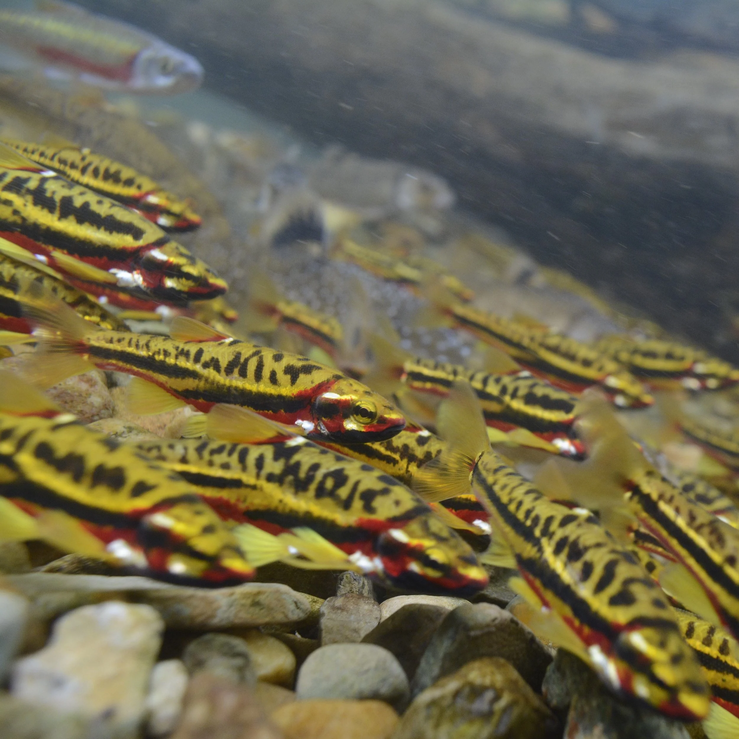 Virginia — Native Fish Coalition