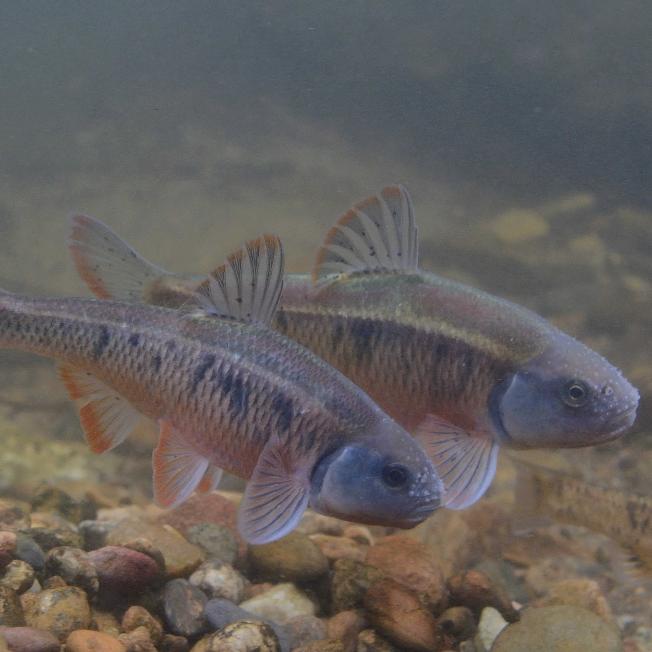 Virginia — Native Fish Coalition