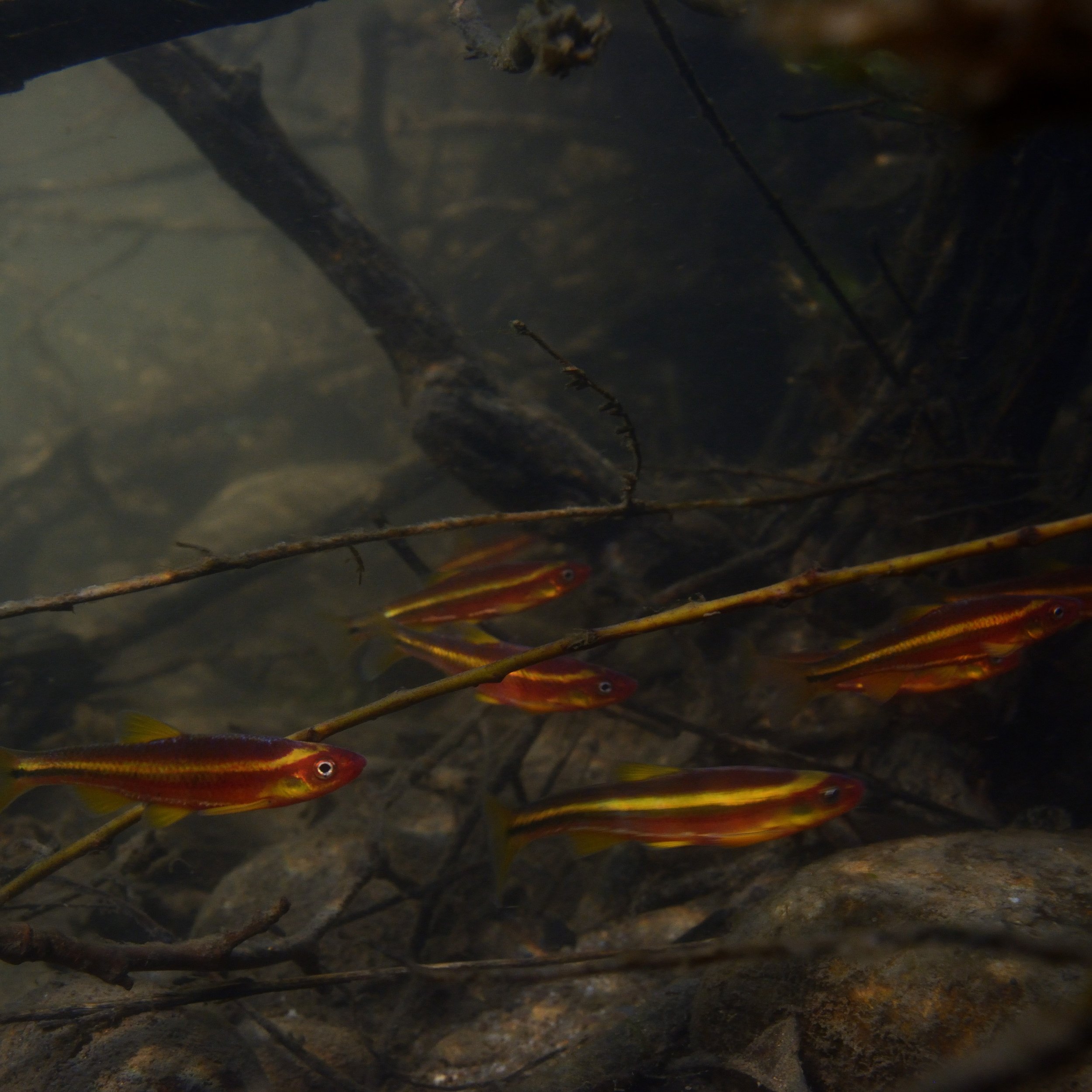 Virginia — Native Fish Coalition