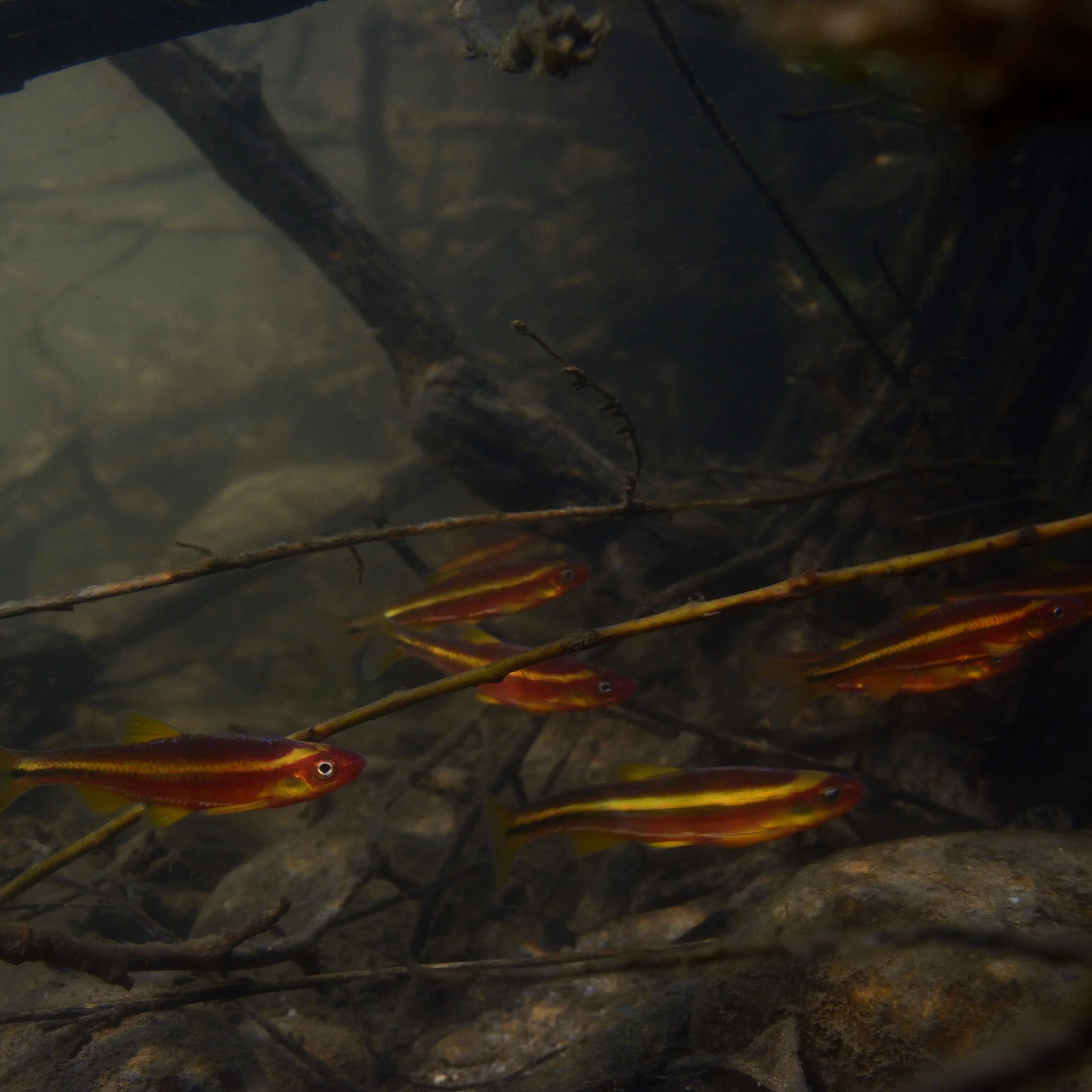 Virginia — Native Fish Coalition