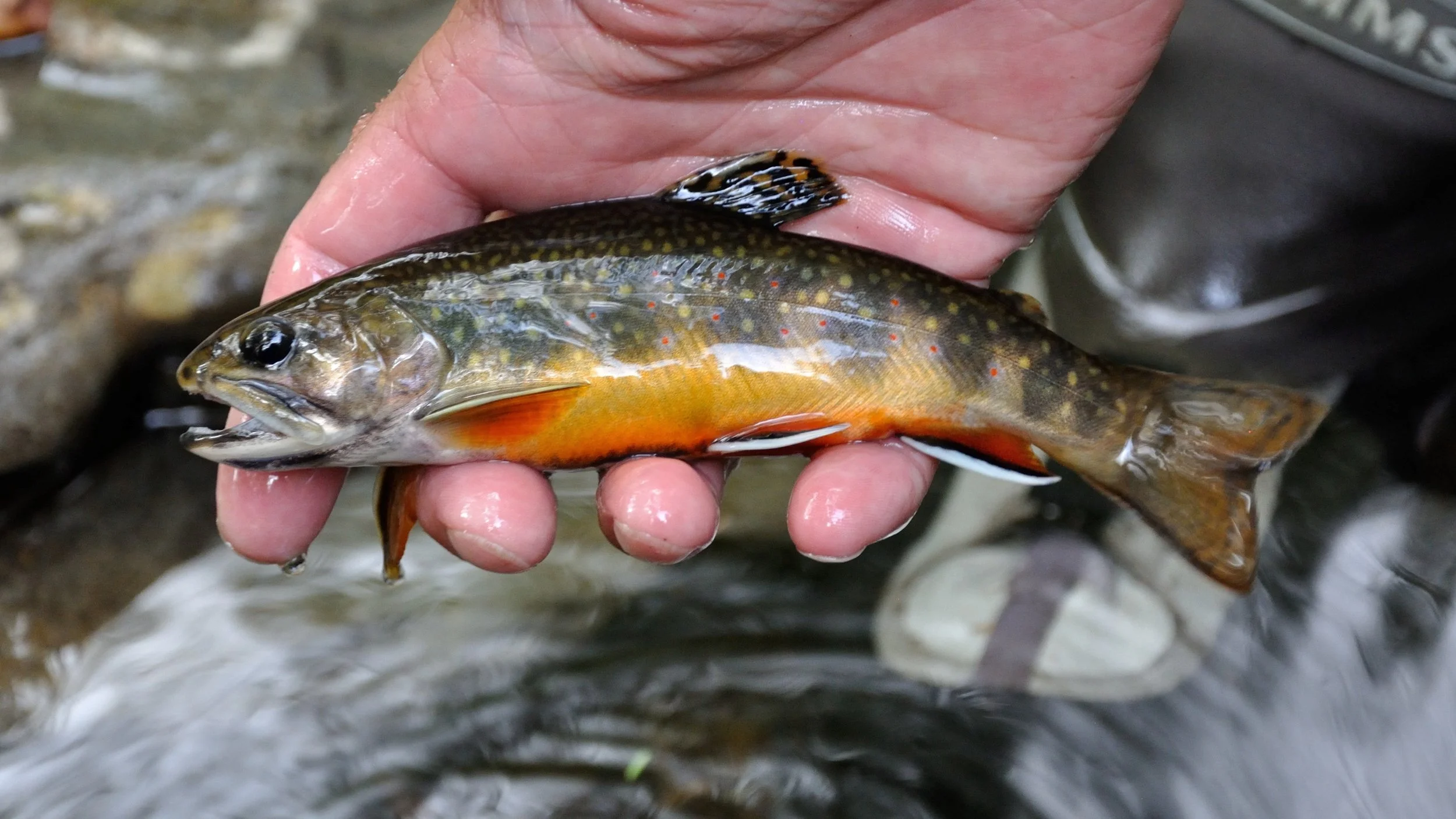 Branding Native Fish — Native Fish Coalition